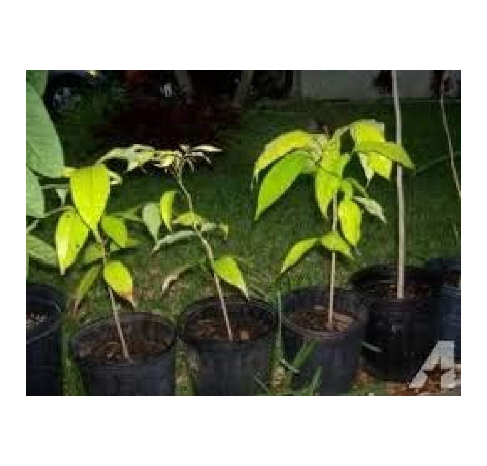 Lychee Potted Starter Plant Tropical Fruit Tree Litchi Seedling ...