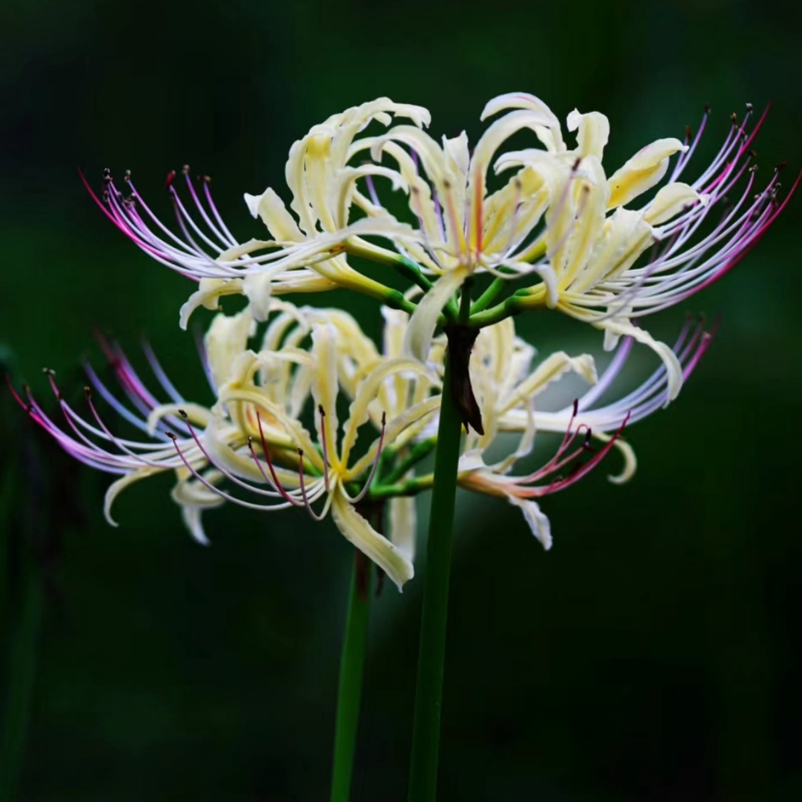 Lycoris Bloom Year After Year Tubers Mysterious Species Rare Bulk ...