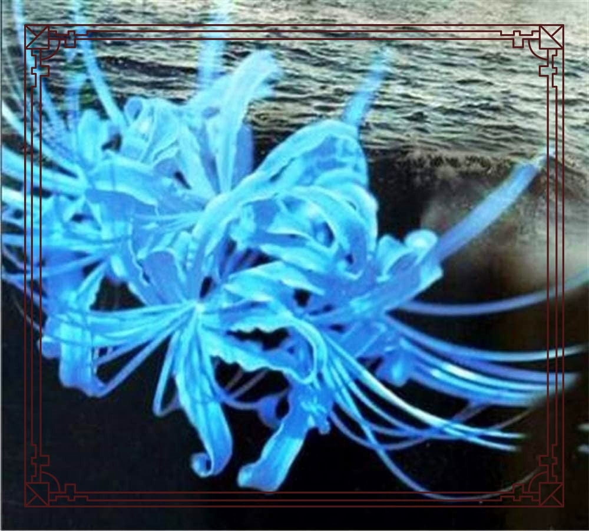 Lycoris Bloom Year After Year Tubers Mysterious Species Rare Bulk ...