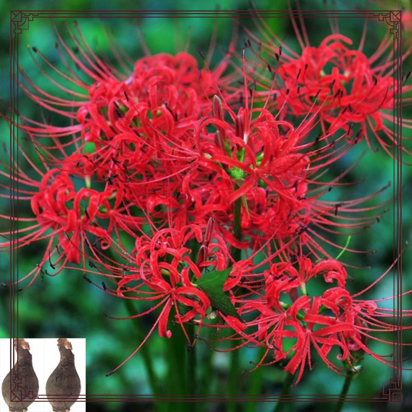 Lycoris Bloom Year After Year Tubers Mysterious Species Rare Bulk ...