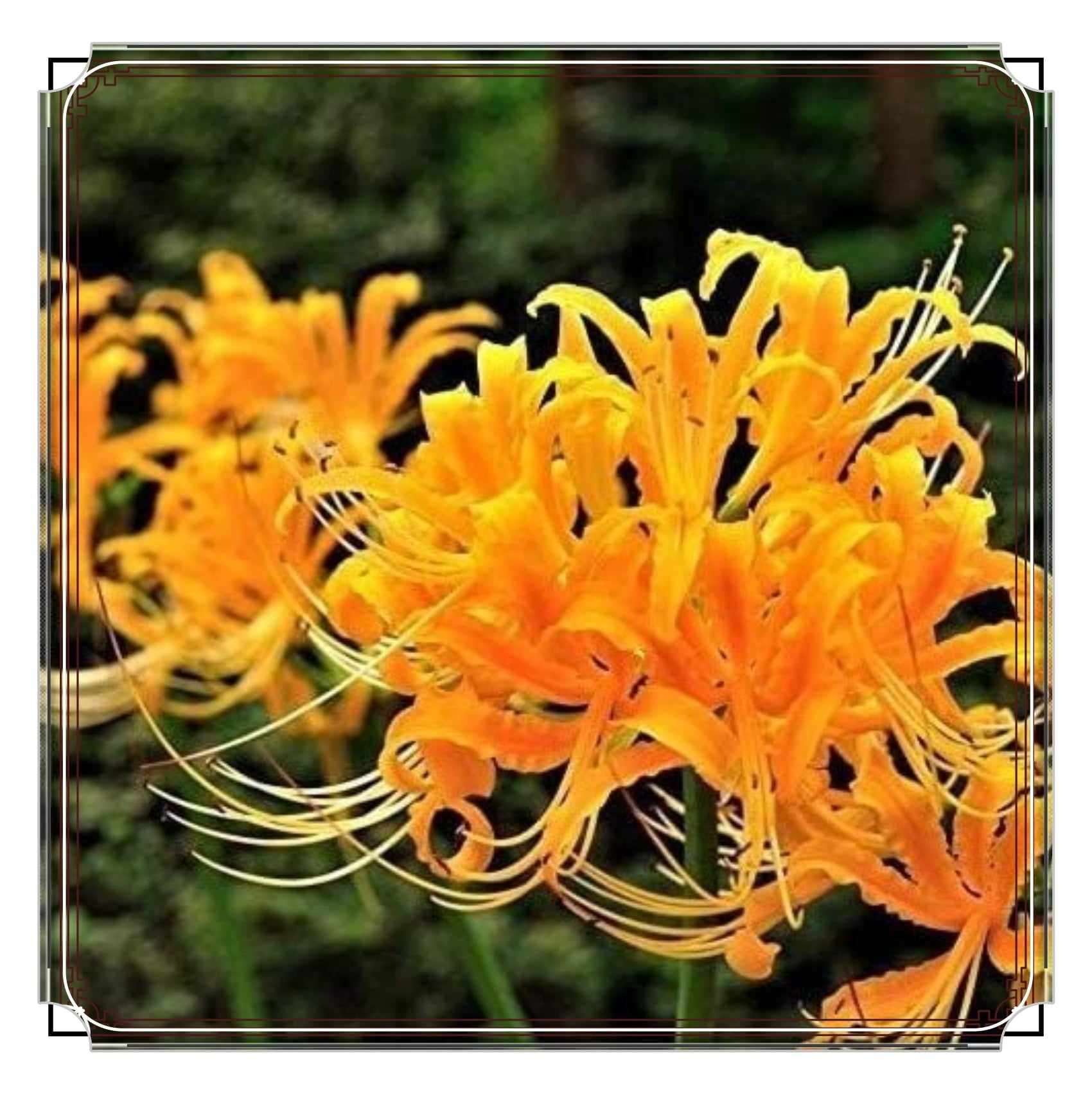 Lycoris Bloom Year After Year Tubers Mysterious Species Rare Bulk ...