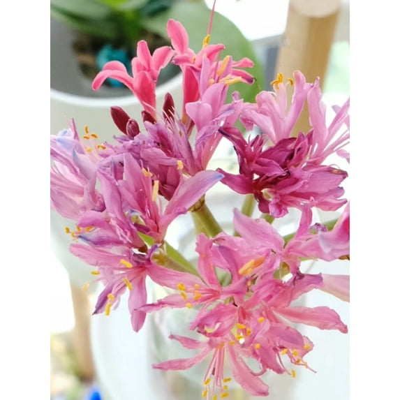 Lycoris Bloom Year After Year Tubers Mysterious Species Rare Bulk ...
