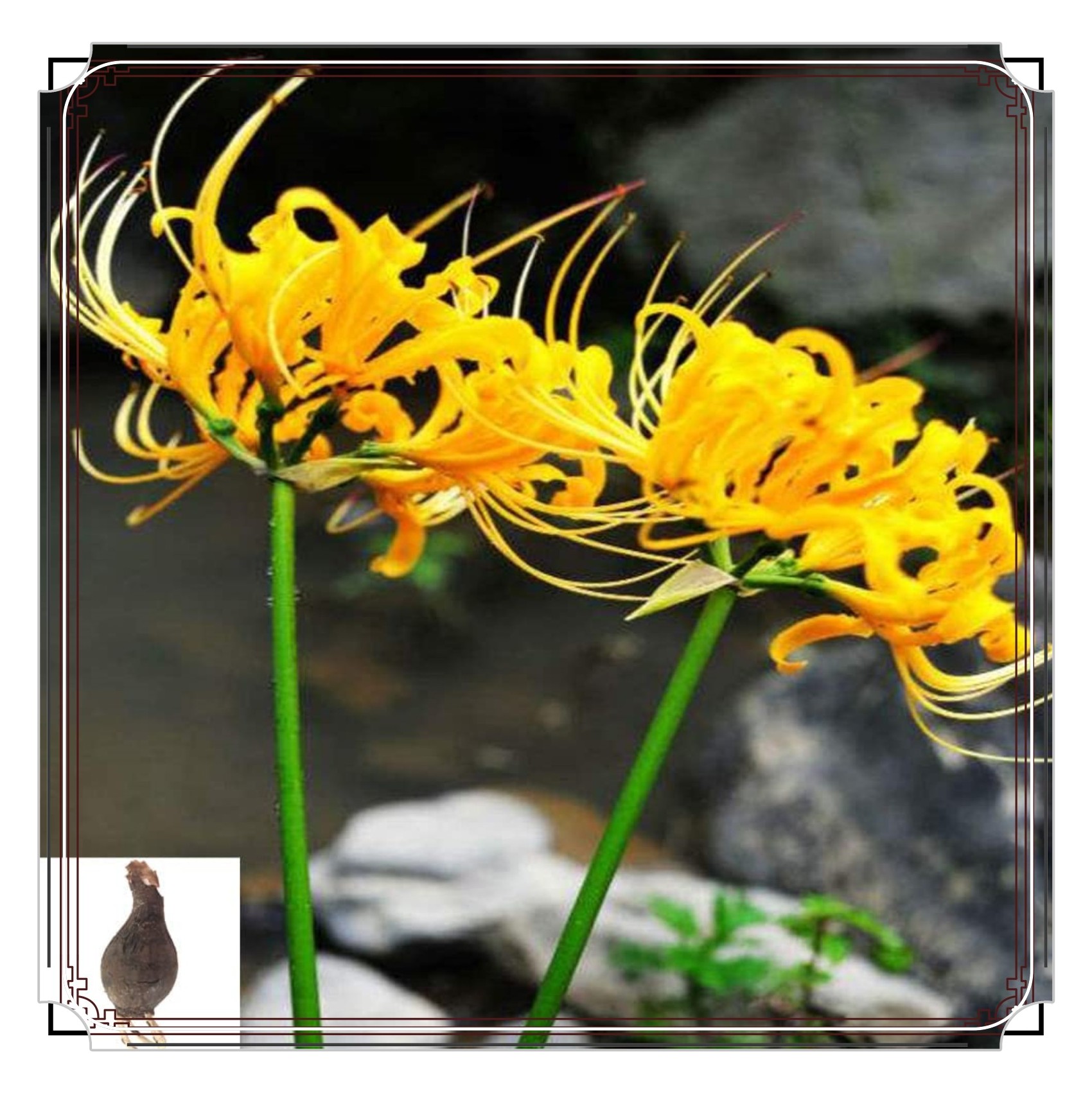 Lycoris Bloom Year After Year Tubers Mysterious Species Rare Bulk ...