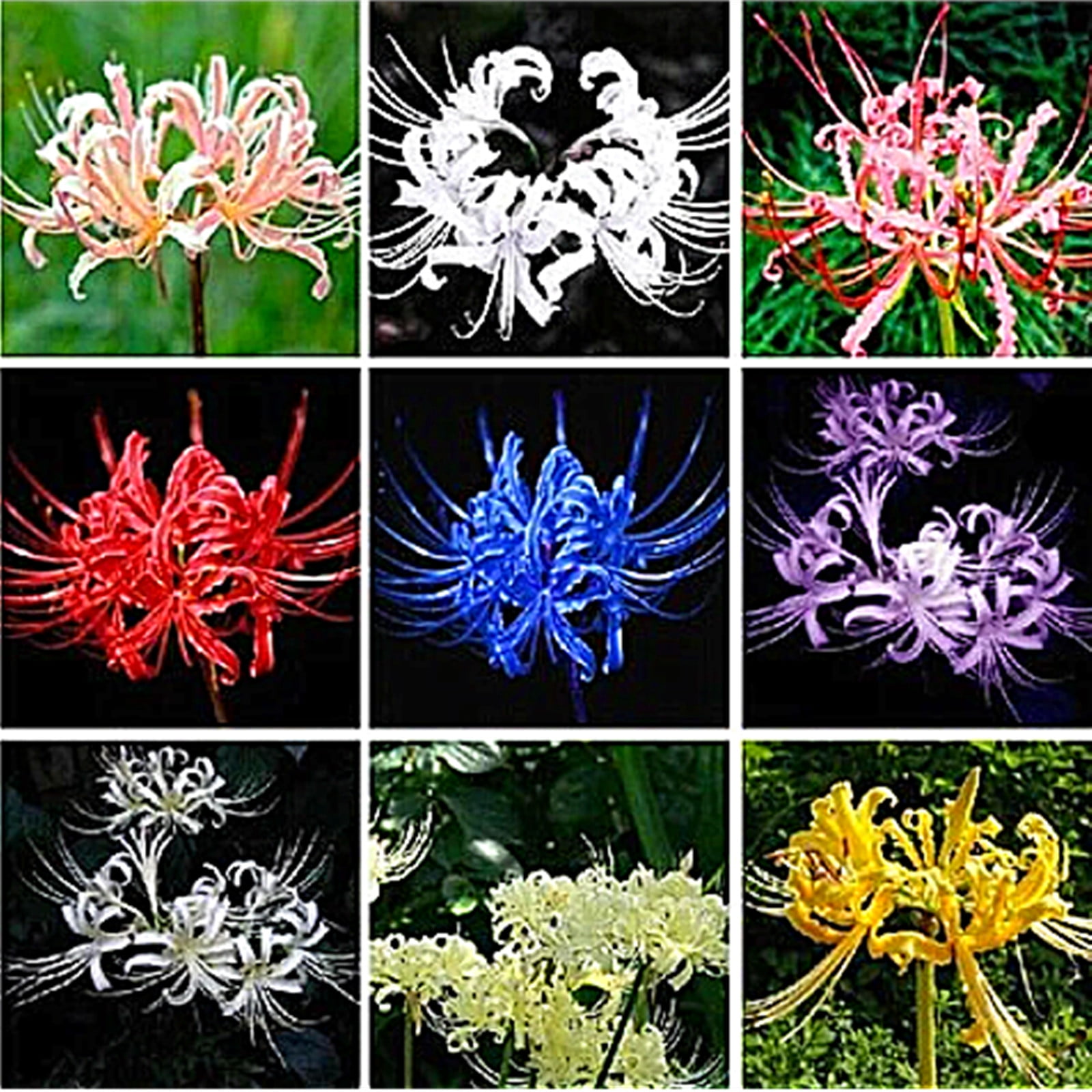 Lycoris Bulbs, Spider Lily, Seasonal Flowers, Garden,Lycoris Squamigera ...