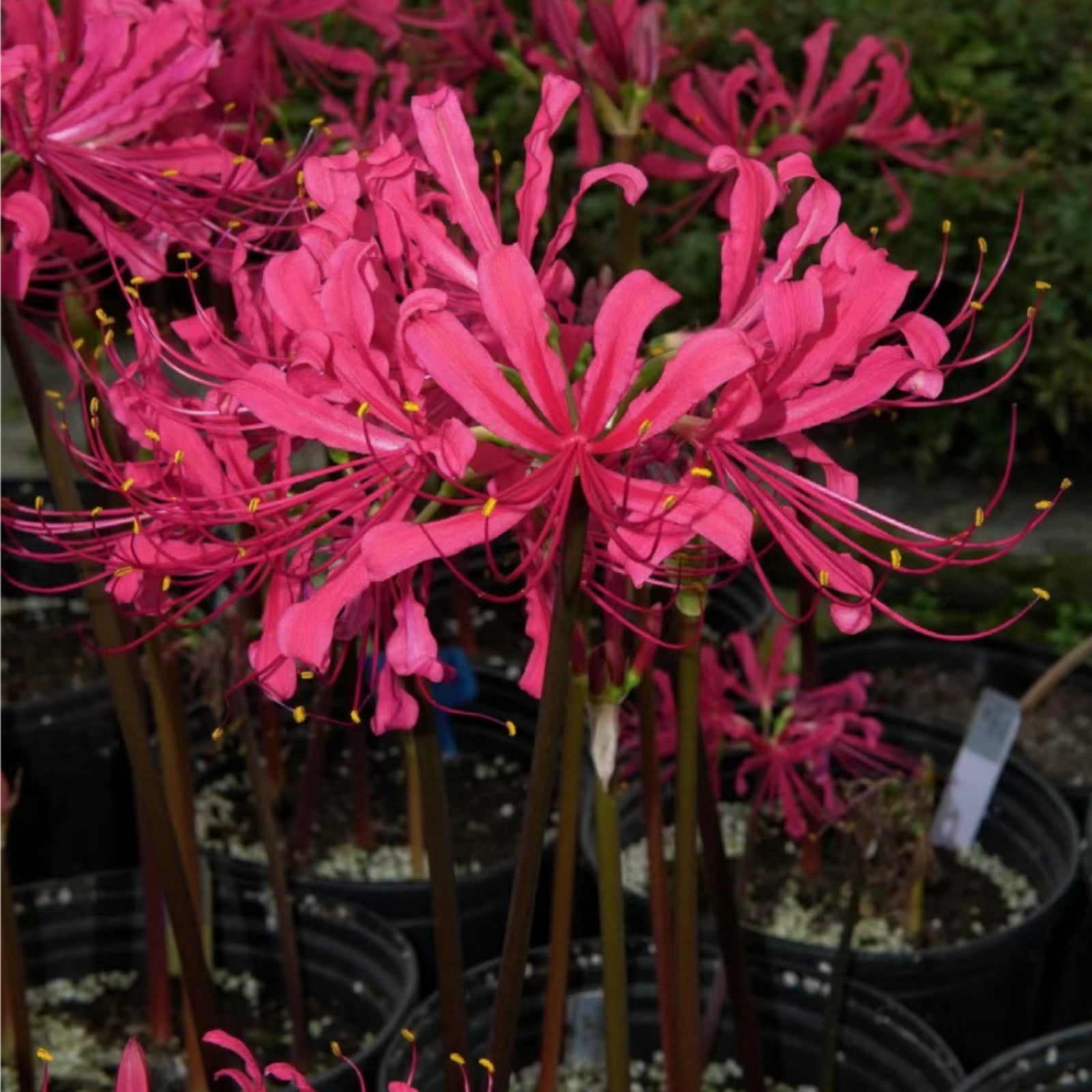 Lycoris Bulk Gardening Bloom Year After Year Tubers Mysterious Species ...