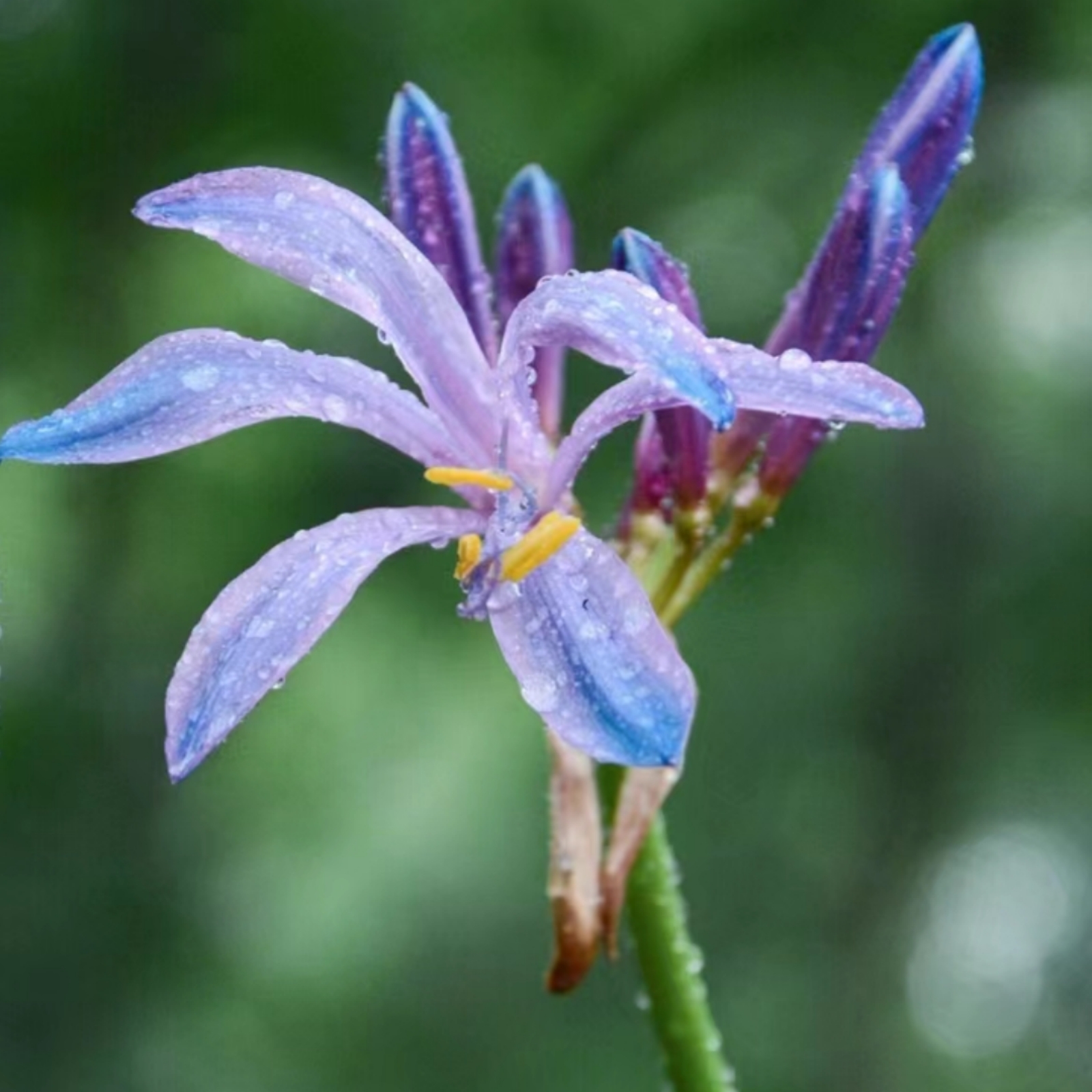 Lycoris Bulk Gardening Bloom Year After Year Tubers Mysterious Species ...