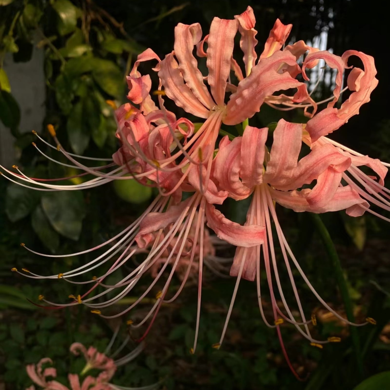 Lycoris Bulk Gardening Bloom Year After Year Tubers Mysterious Species ...