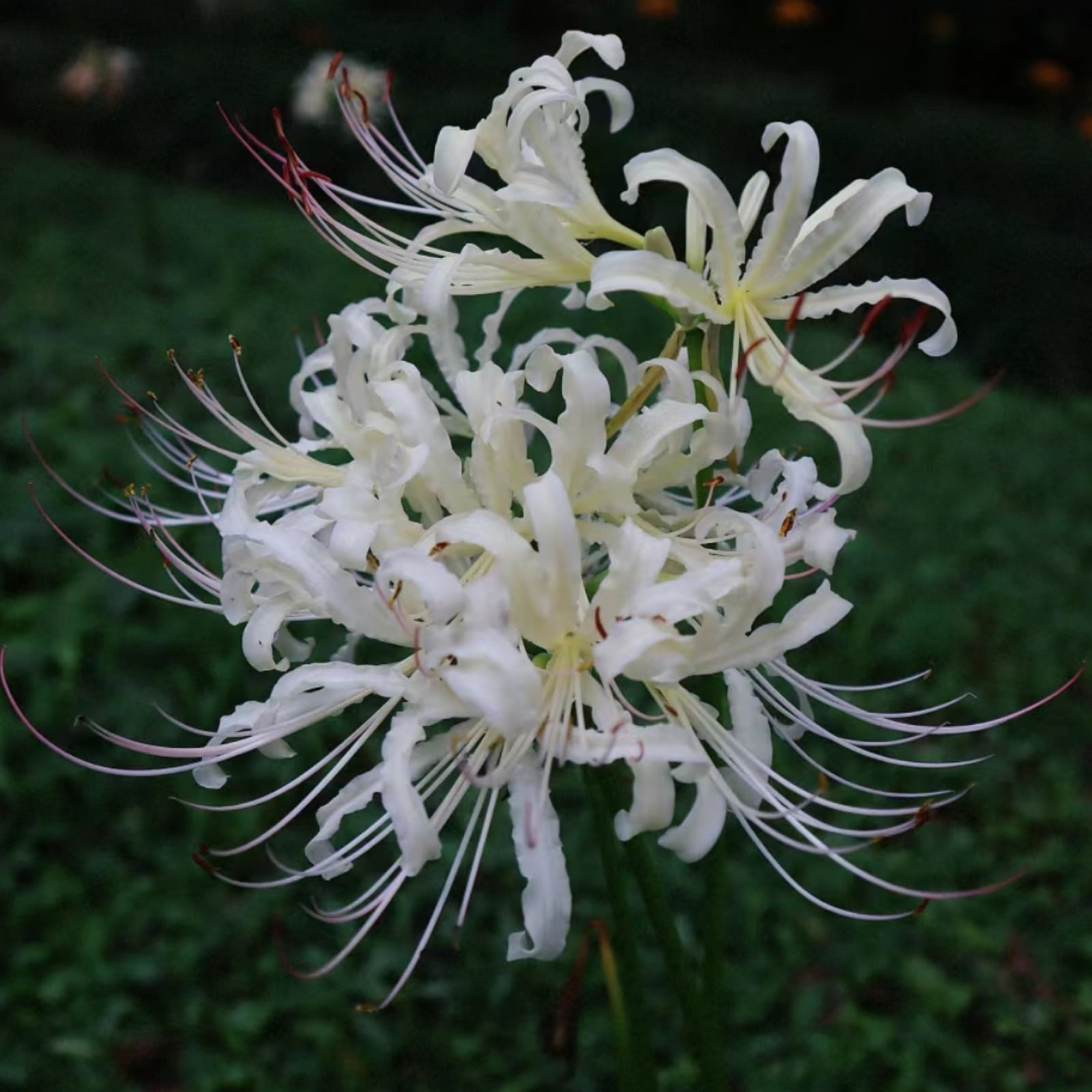 Lycoris Bulk Gardening Bloom Year After Year Tubers Mysterious Species ...