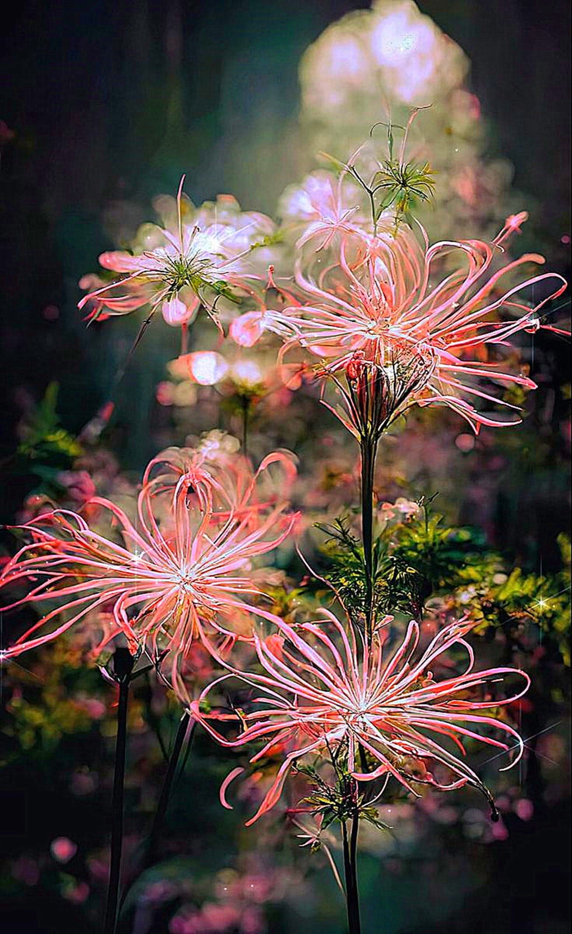 Lycoris-Garden Ornaments(Lycoris) Exquisite Ornamental Blooms Fast ...