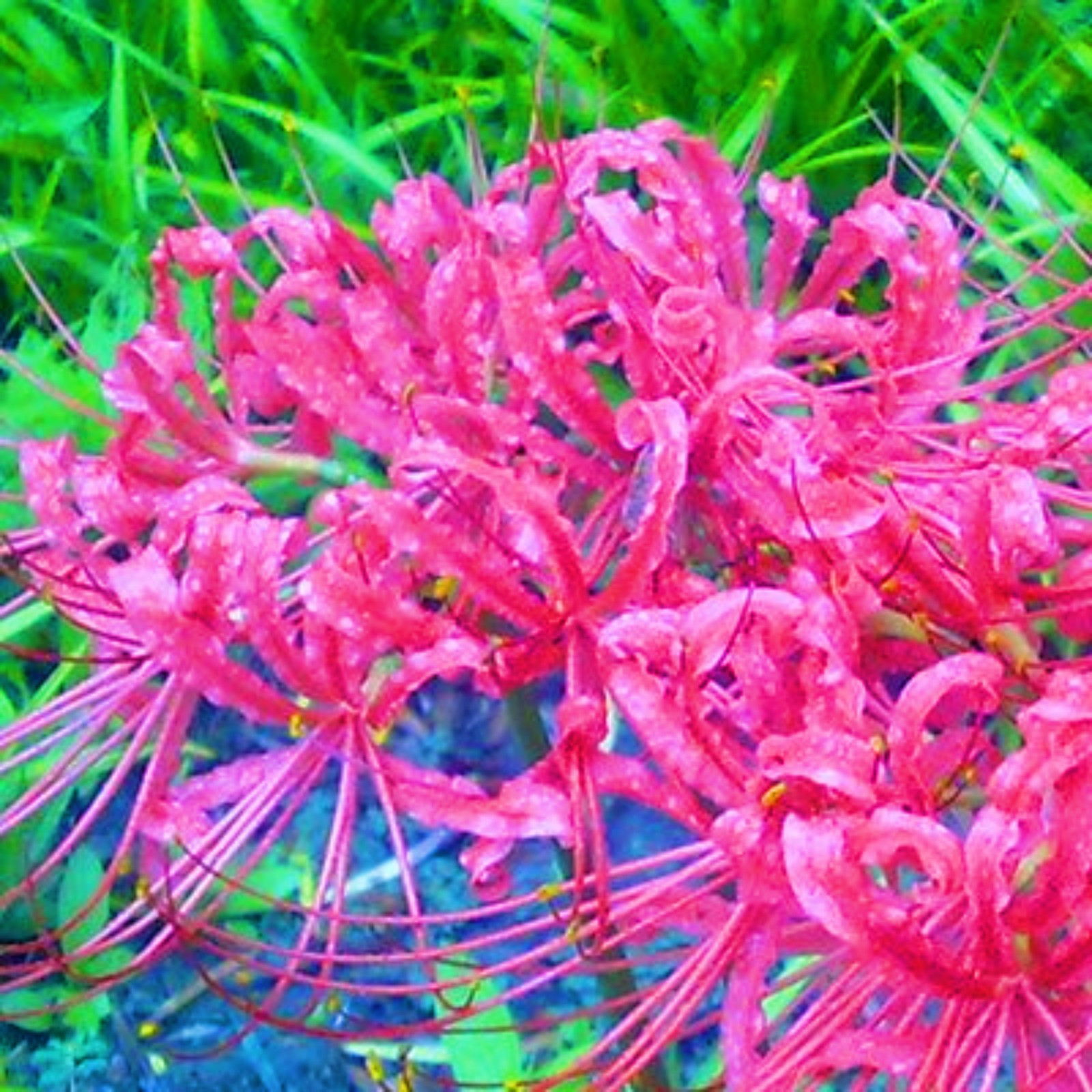 Lycoris,Garden Simple to Grow,Pots Ornaments - Walmart.com