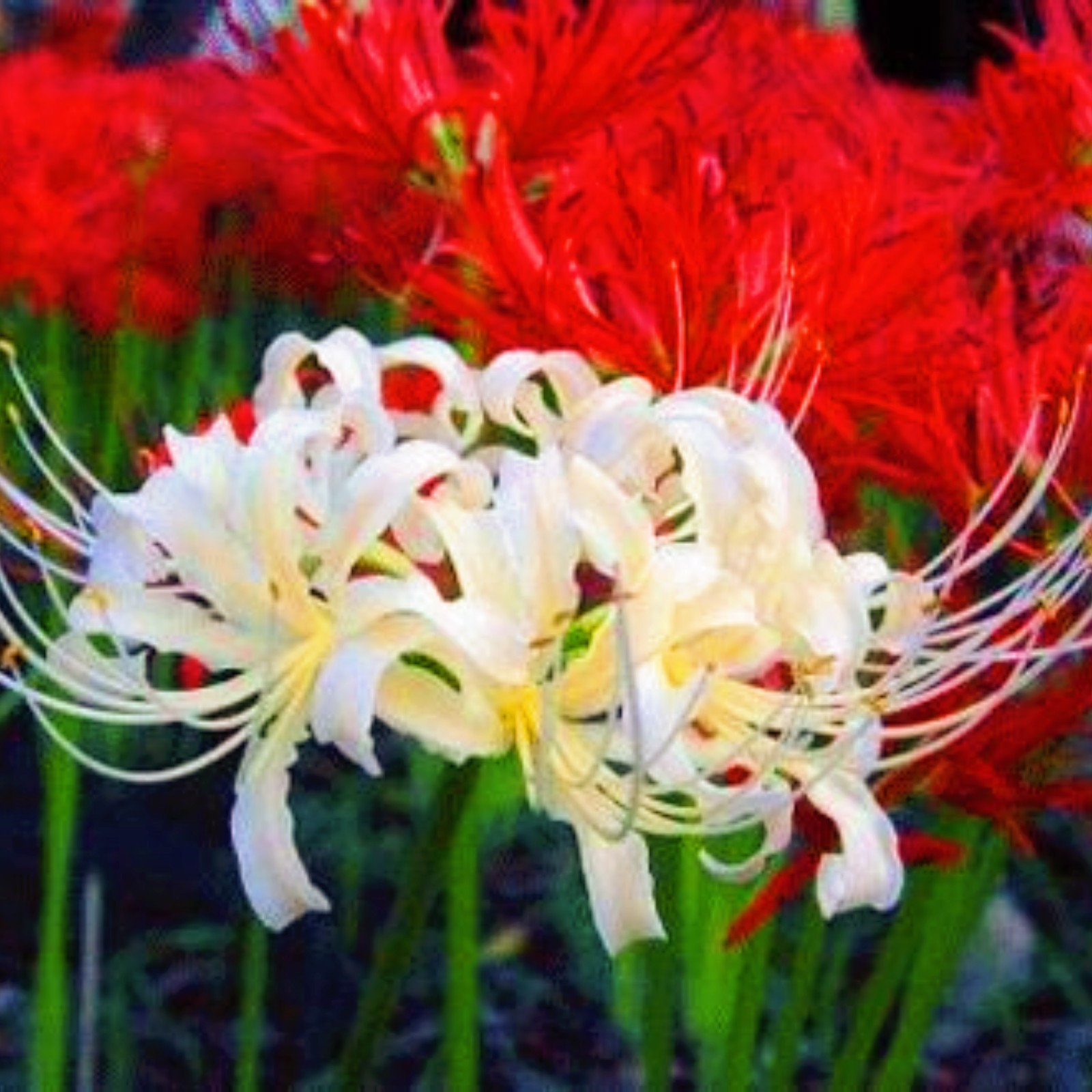 Lycoris,Garden Simple to Grow,Pots Ornaments - Walmart.com