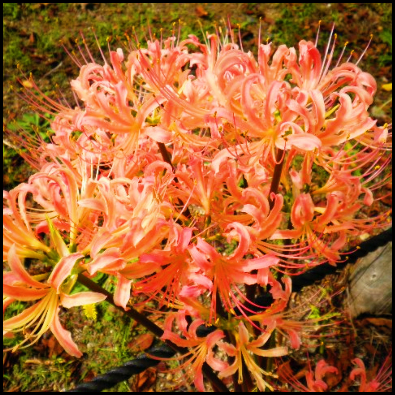Lycoris,Garden Simple to Grow,Pots Ornaments - Walmart.com
