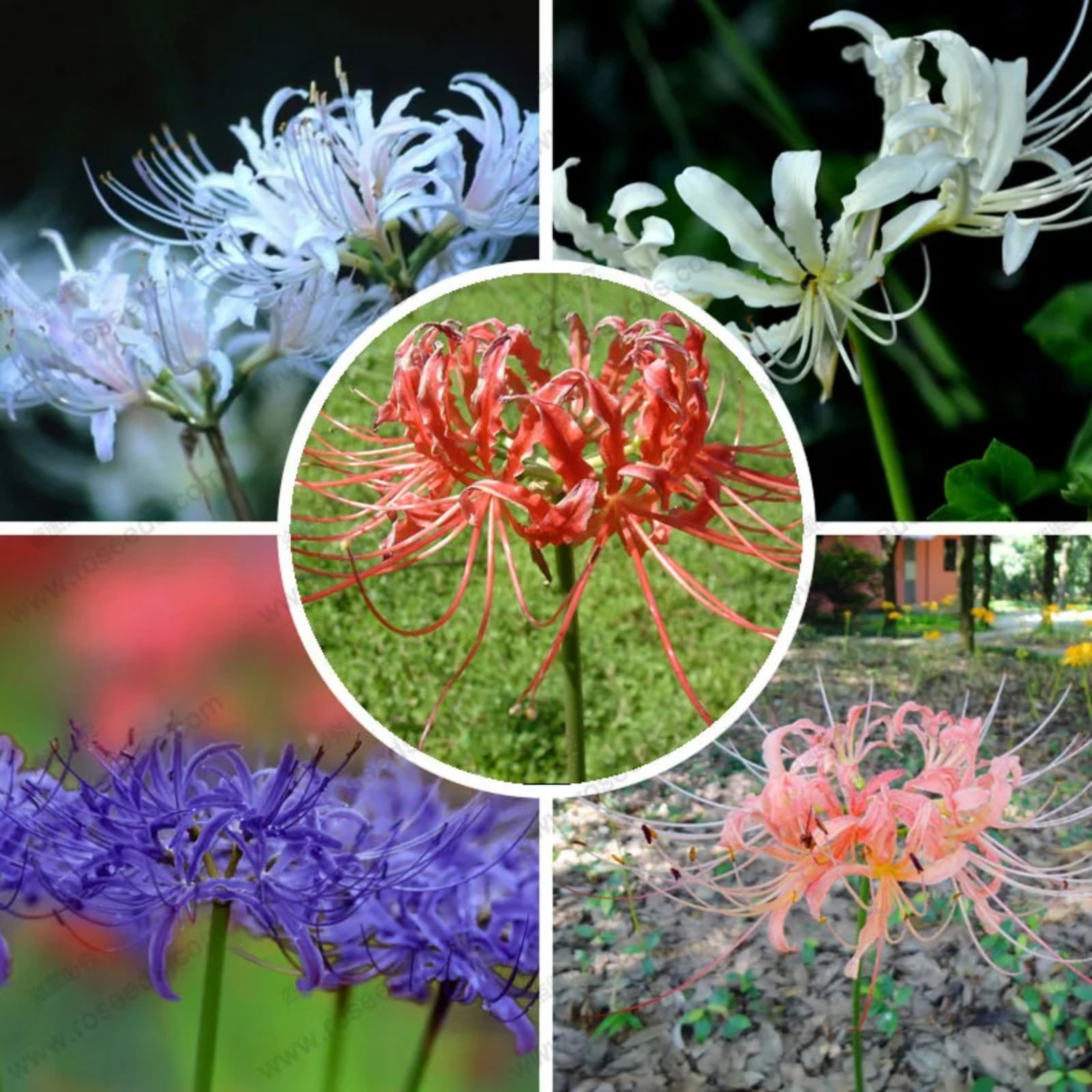 Lycoris Radiata Bulbs For Planting,Horticulture,Classic,Lycoris ...
