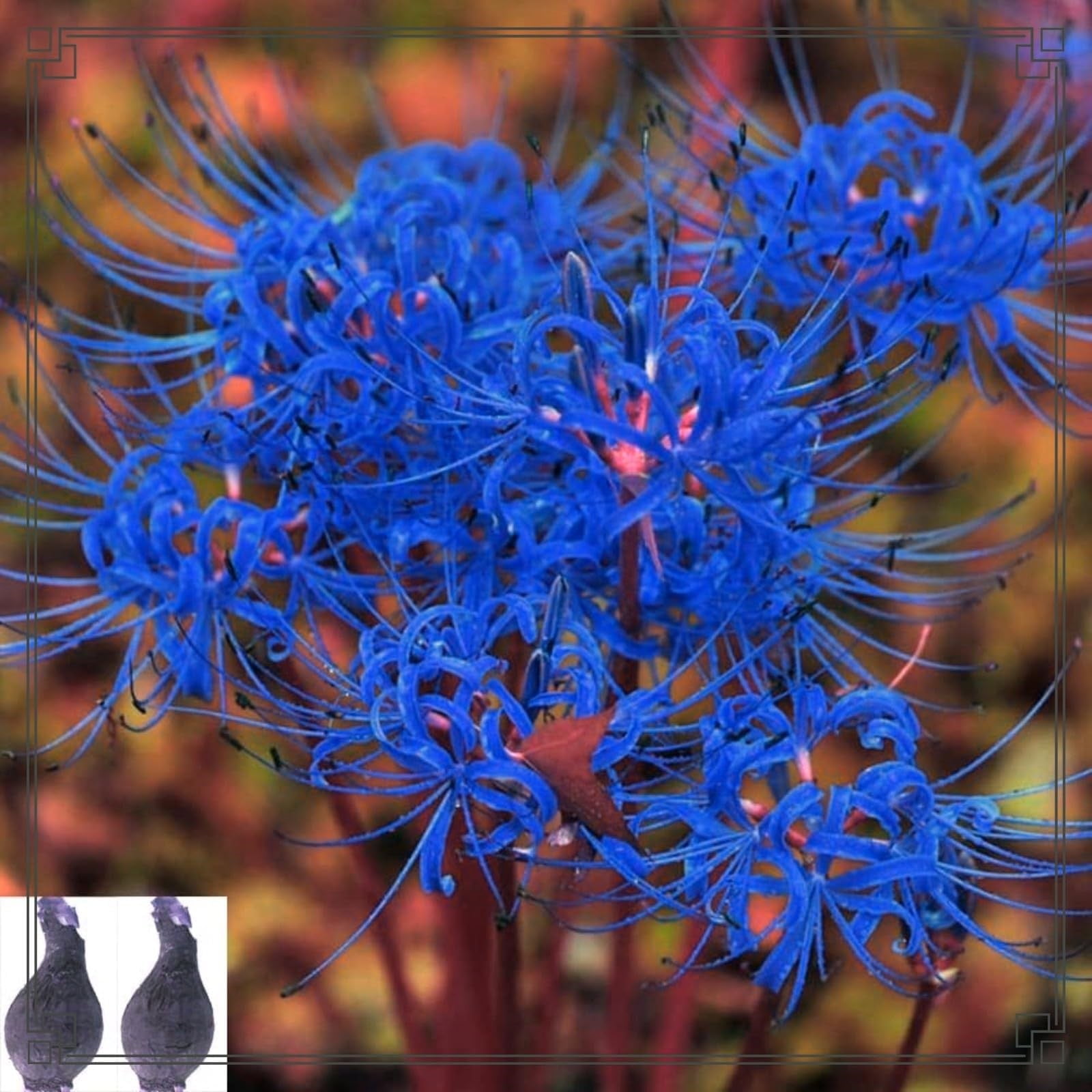 Lycoris Radiata Bulbs For Plantinglycoris Squamigeraprofessional Plantingspider Lily Plant