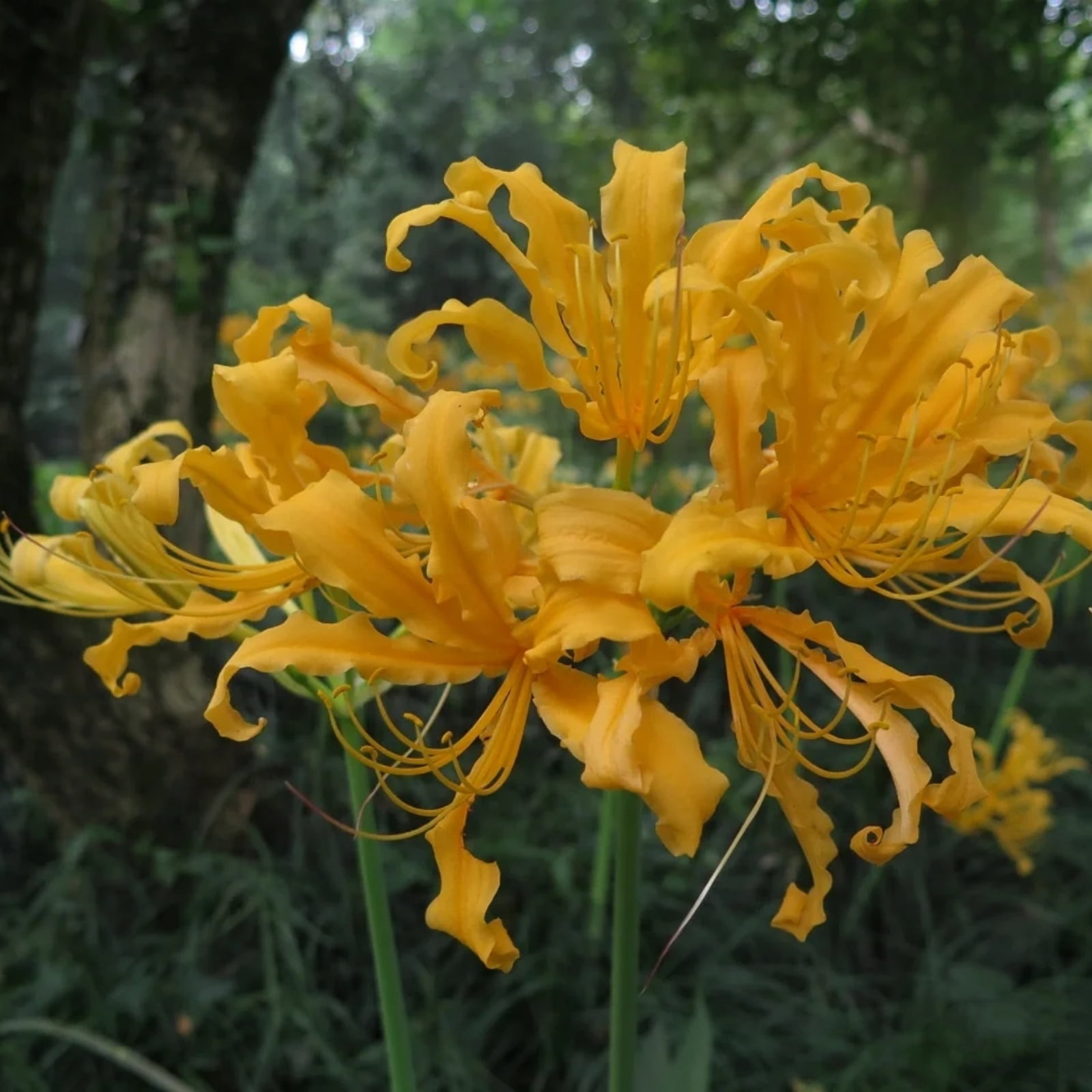 Lycoris Radiata-Bulbs-for Planting Style Garden Stake for Outdoor ...