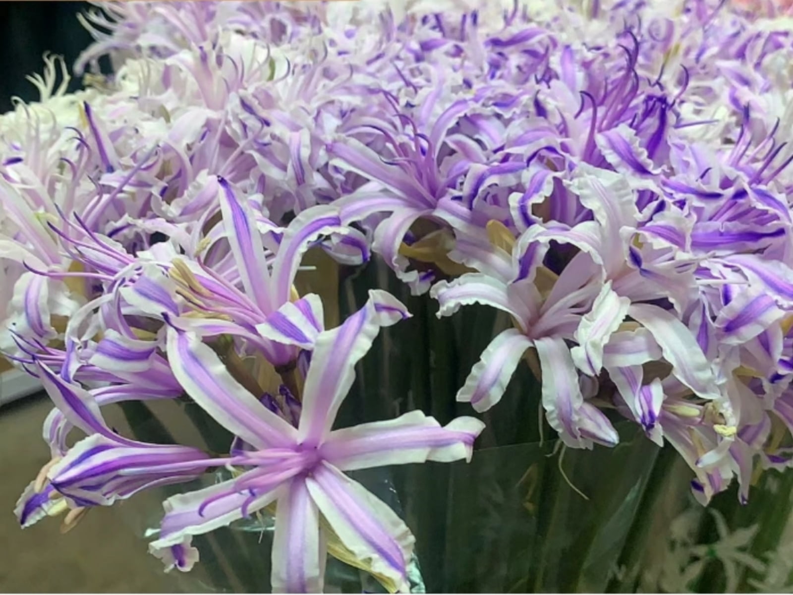 Lycoris Species Rare Bulk Gardening Bloom Year After Year Tubers ...