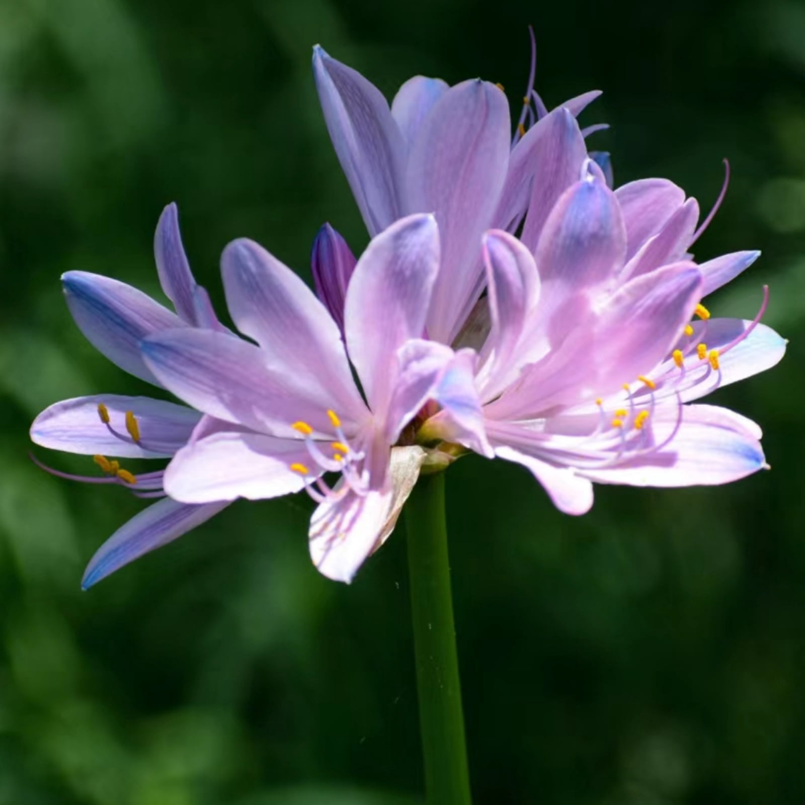 Lycoris Species Rare Bulk Gardening Bloom Year After Year Tubers ...