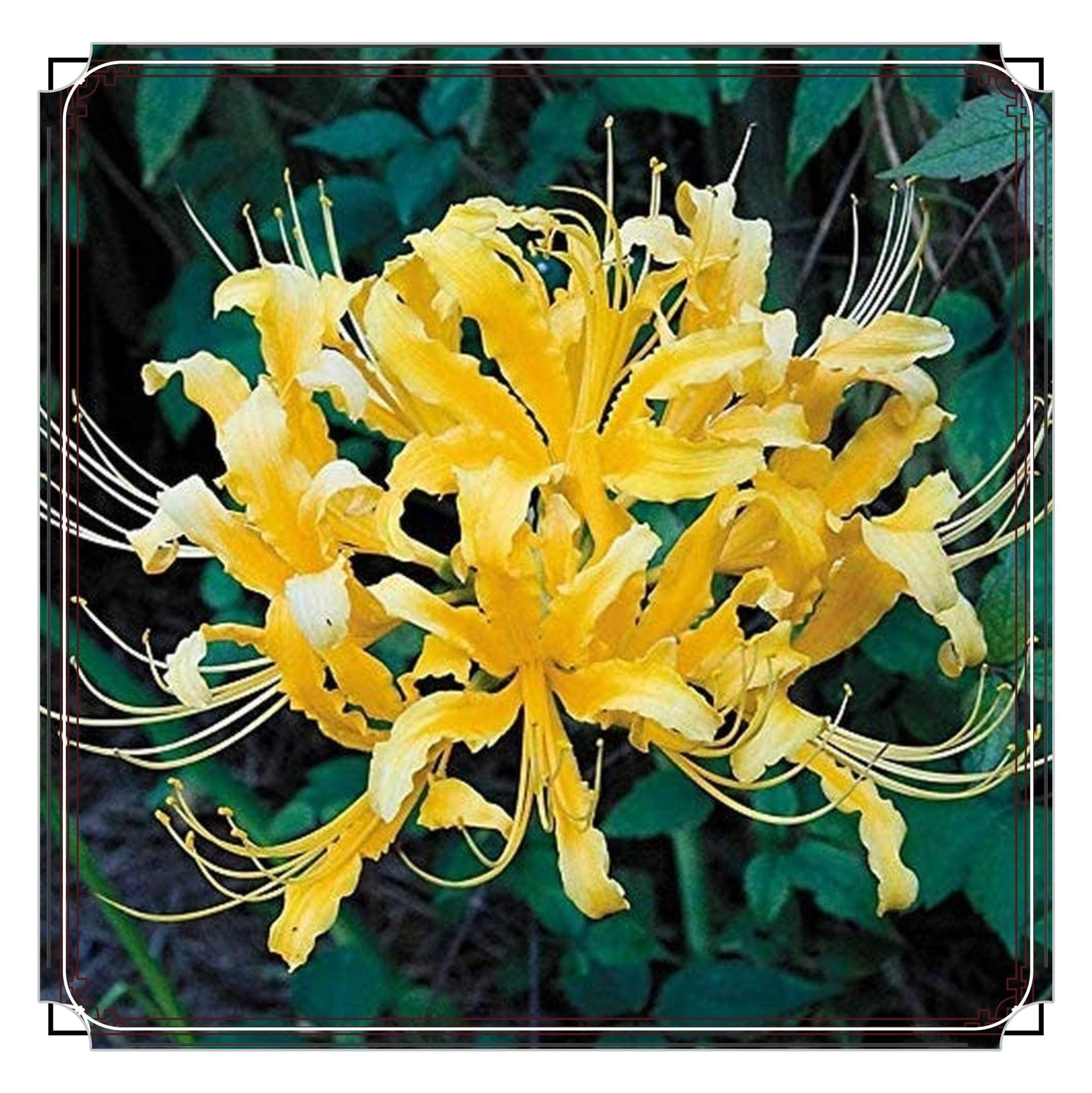Lycoris Species Rare Bulk Gardening Bloom Year After Year Tubers ...