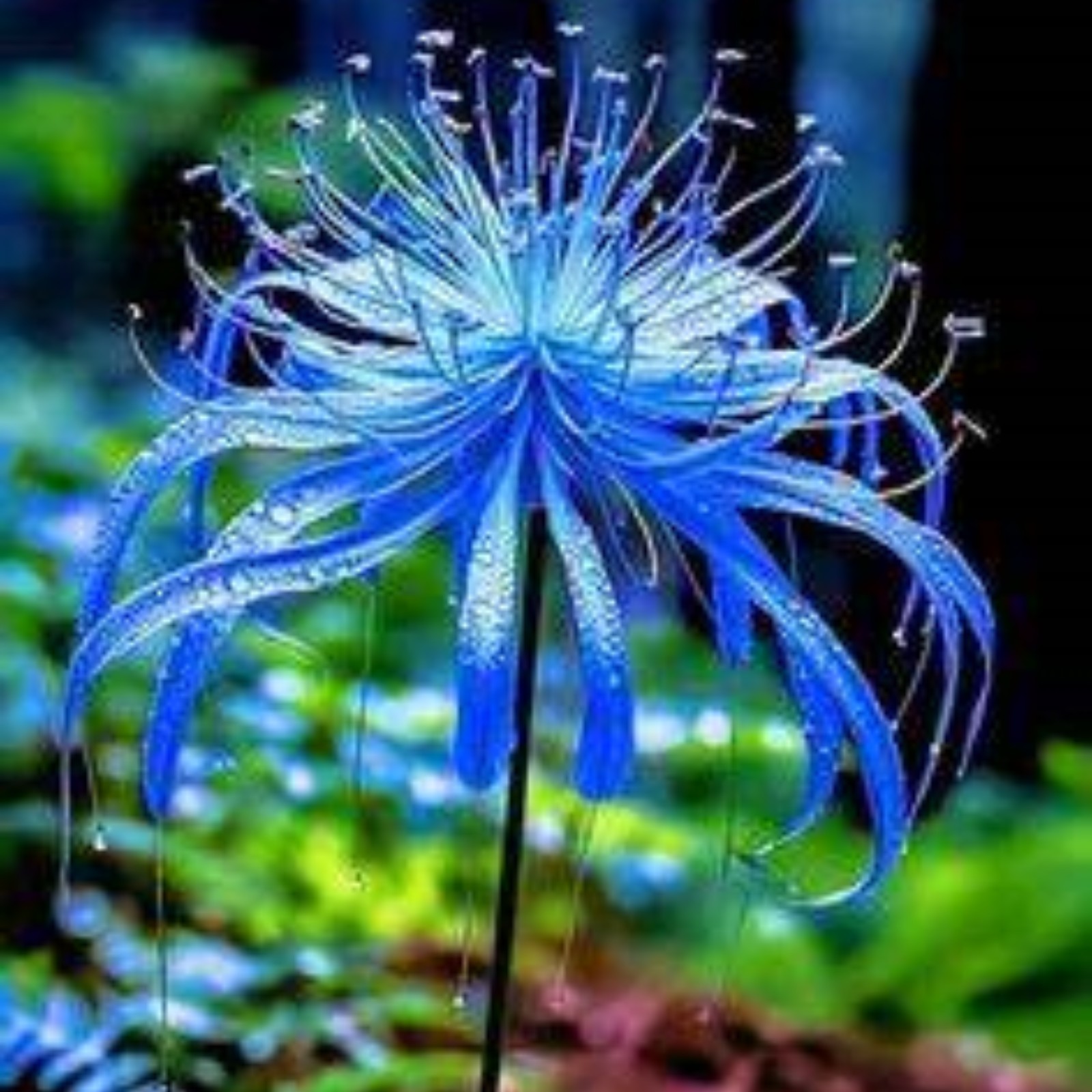 Lycoris - Strong Vitality -Lycoris In Gardens - Lycoris Unique Beauty ...