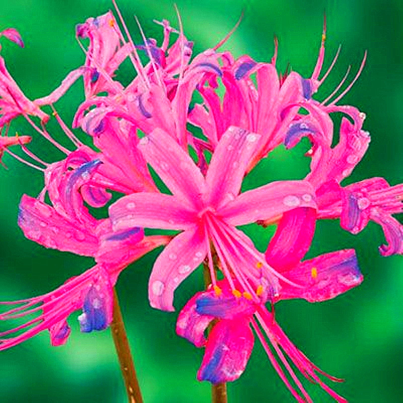Lycoris Surprise to Grow Pots to Grow Fall or Spring Indoor or Outdoor ...