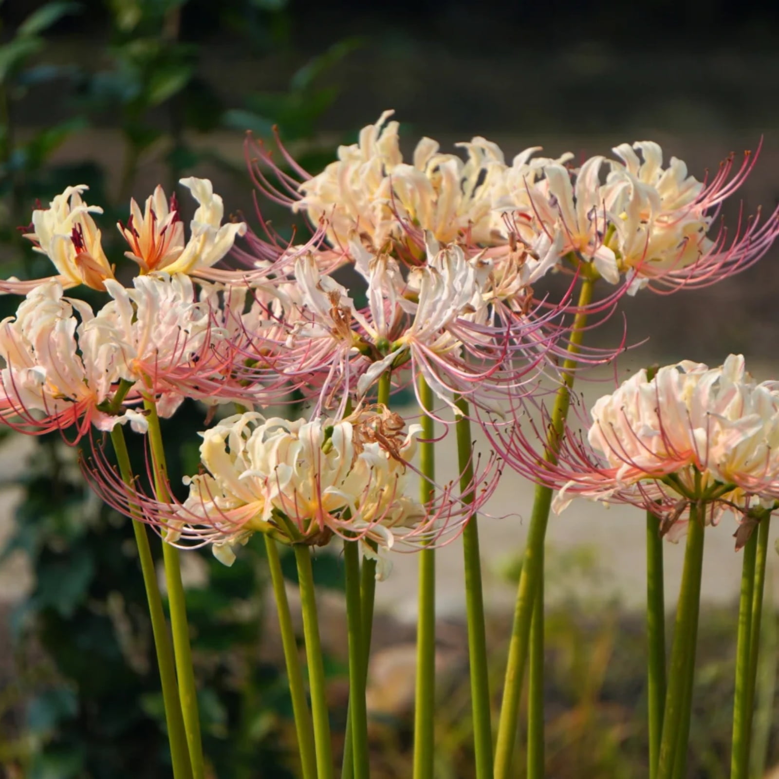Lycoris with high ornamental value is easy to grow and friendly to ...