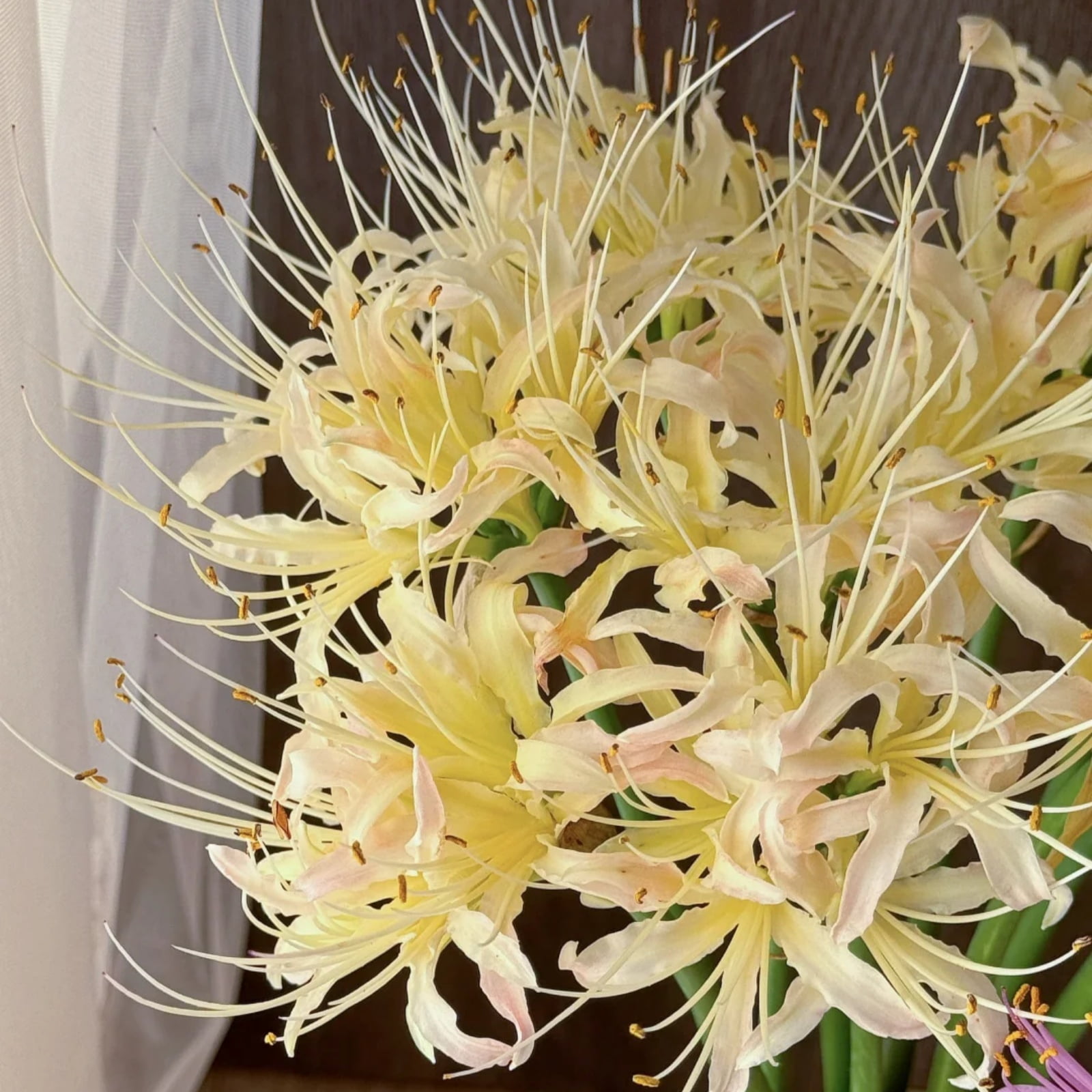 Lycoris with high ornamental value is easy to grow and friendly to ...