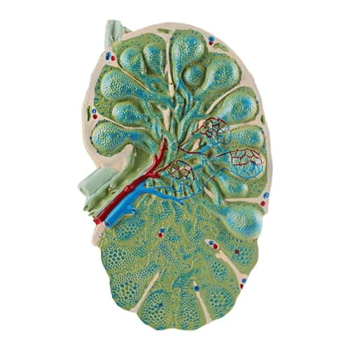 Lymph Node Microstructure Lymph Node Model Biology Teaching Model Shape ...