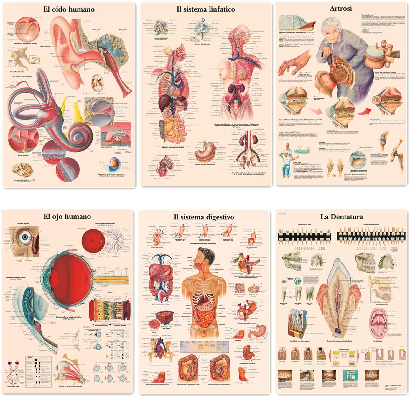 Lymphatic, Arthritis, Human Ear, Human Eye, The Teeth, Gastrointestinal ...