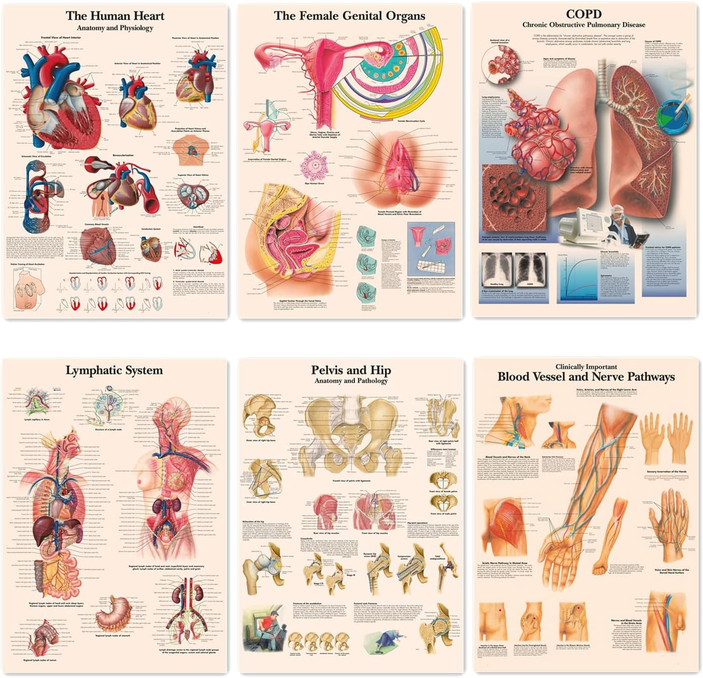 Lymphatic, COPD, Female Genital Organs, Pelvis Hip, Heart, Blood Vessel ...