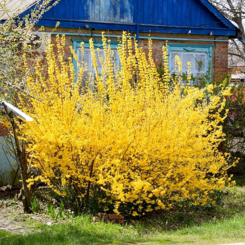 Lynwood Gold Forsythia Plant Live 4'' Pot, Yellow Forsythia Bush Shrub ...