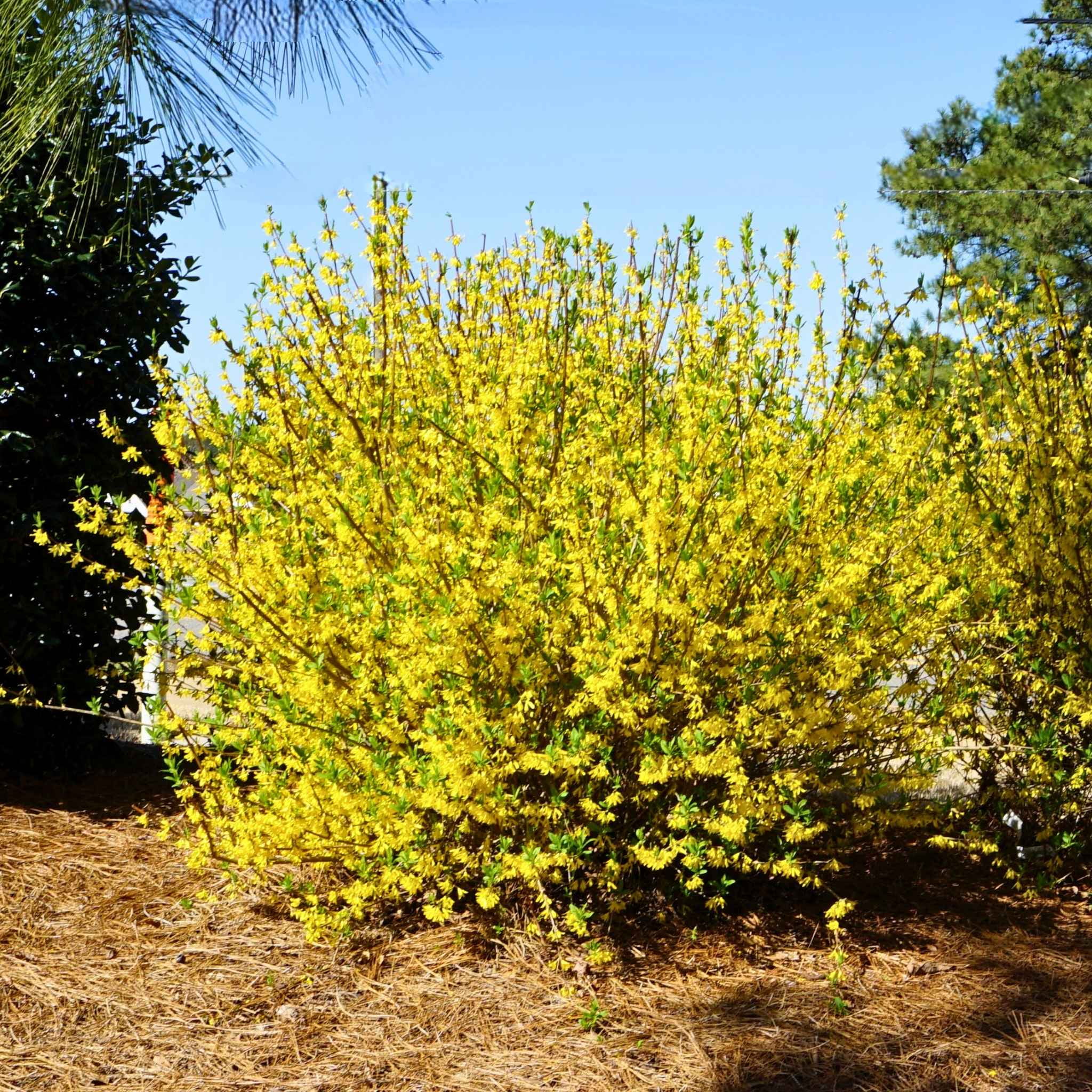 Lynwood Gold Forsythia Shrub - Walmart.com