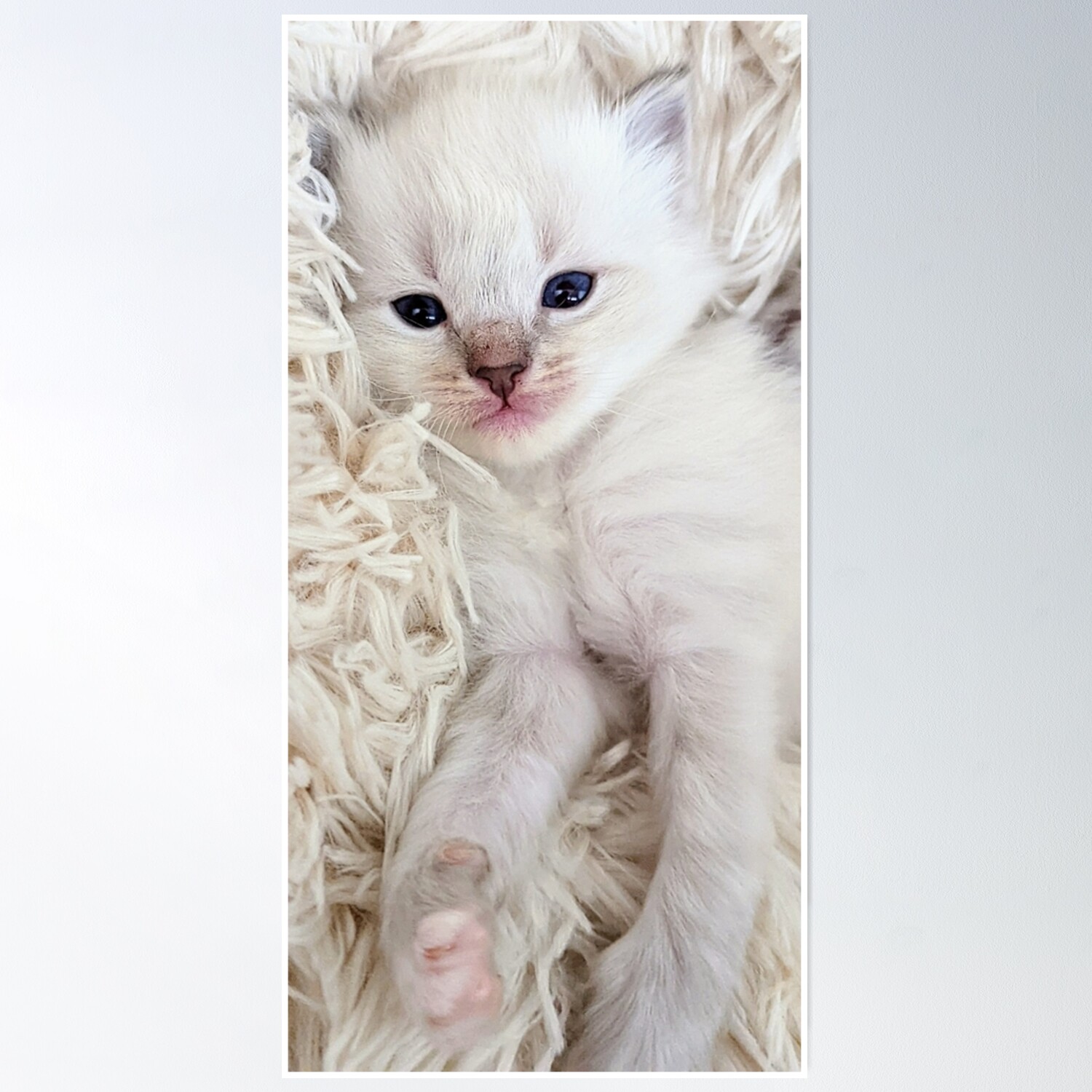 Lynx Ragdoll Kitten Baby Girl Poster Wall Art, Modern Wall Decor, 16x24 ...