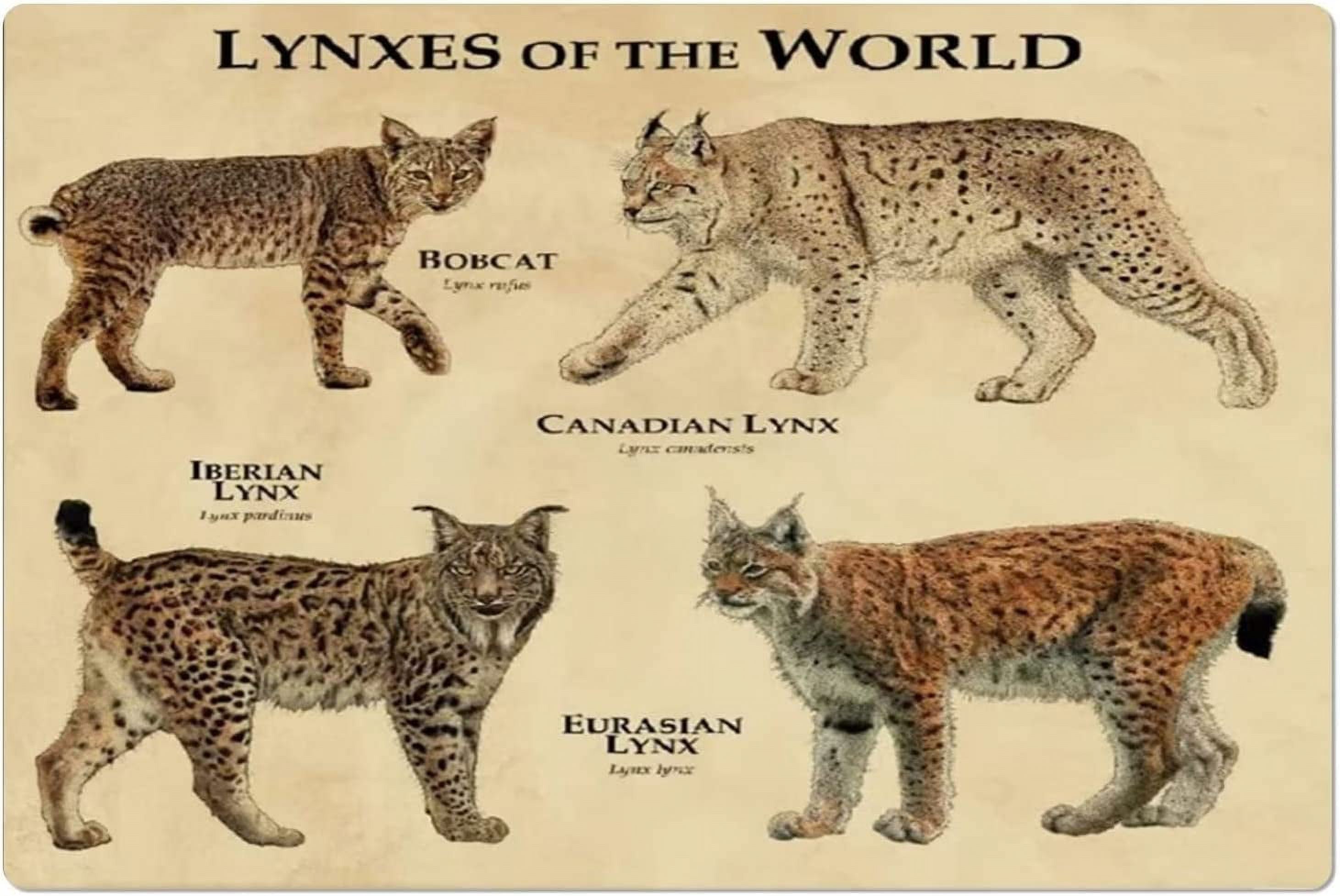 Lynxes Of The World Metal Signs Wall Decor Poster Animal Encyclopedia ...