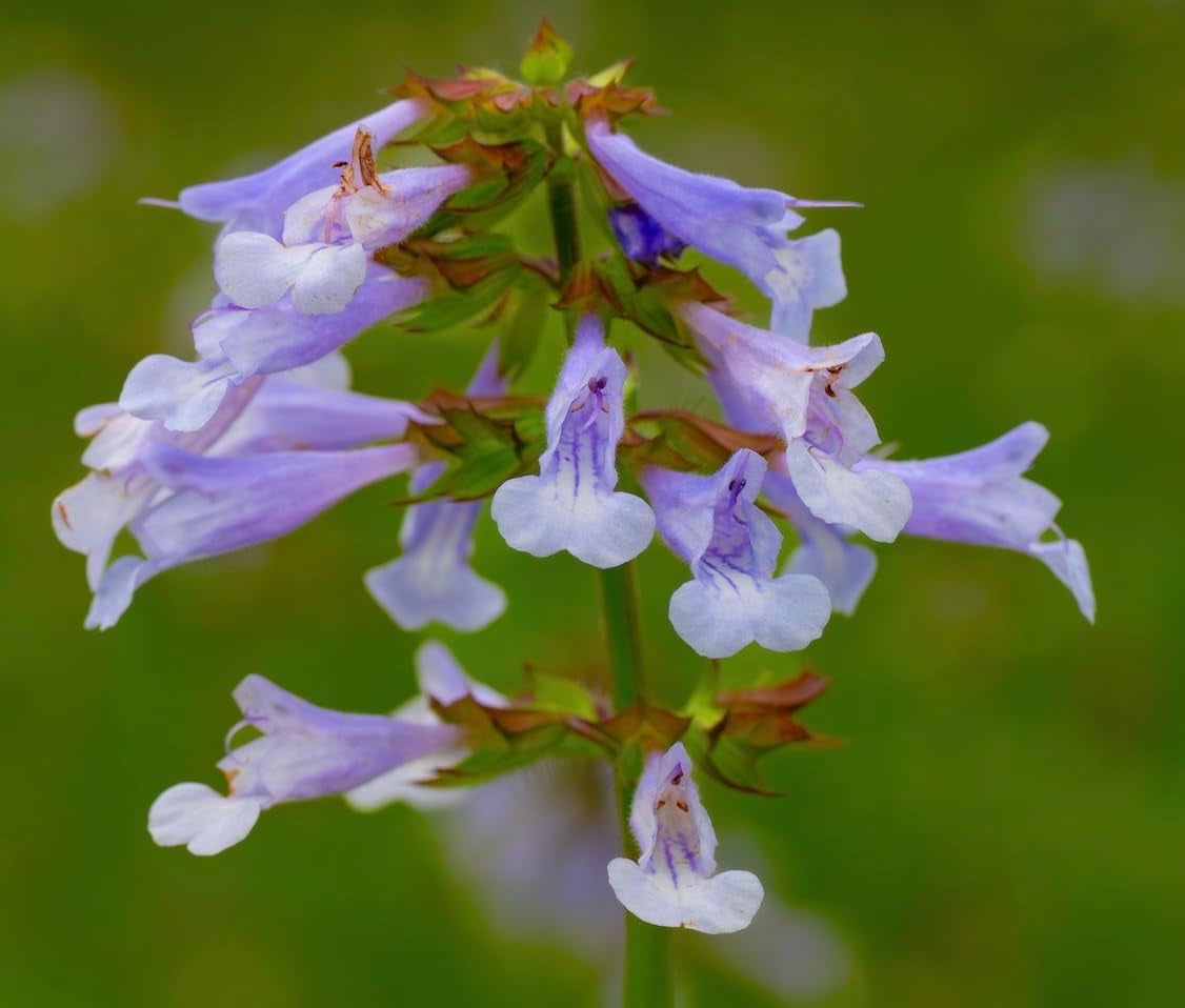 Lyreleaf Sage Plant – Native Wildflower with Purple Spikes and Unique ...