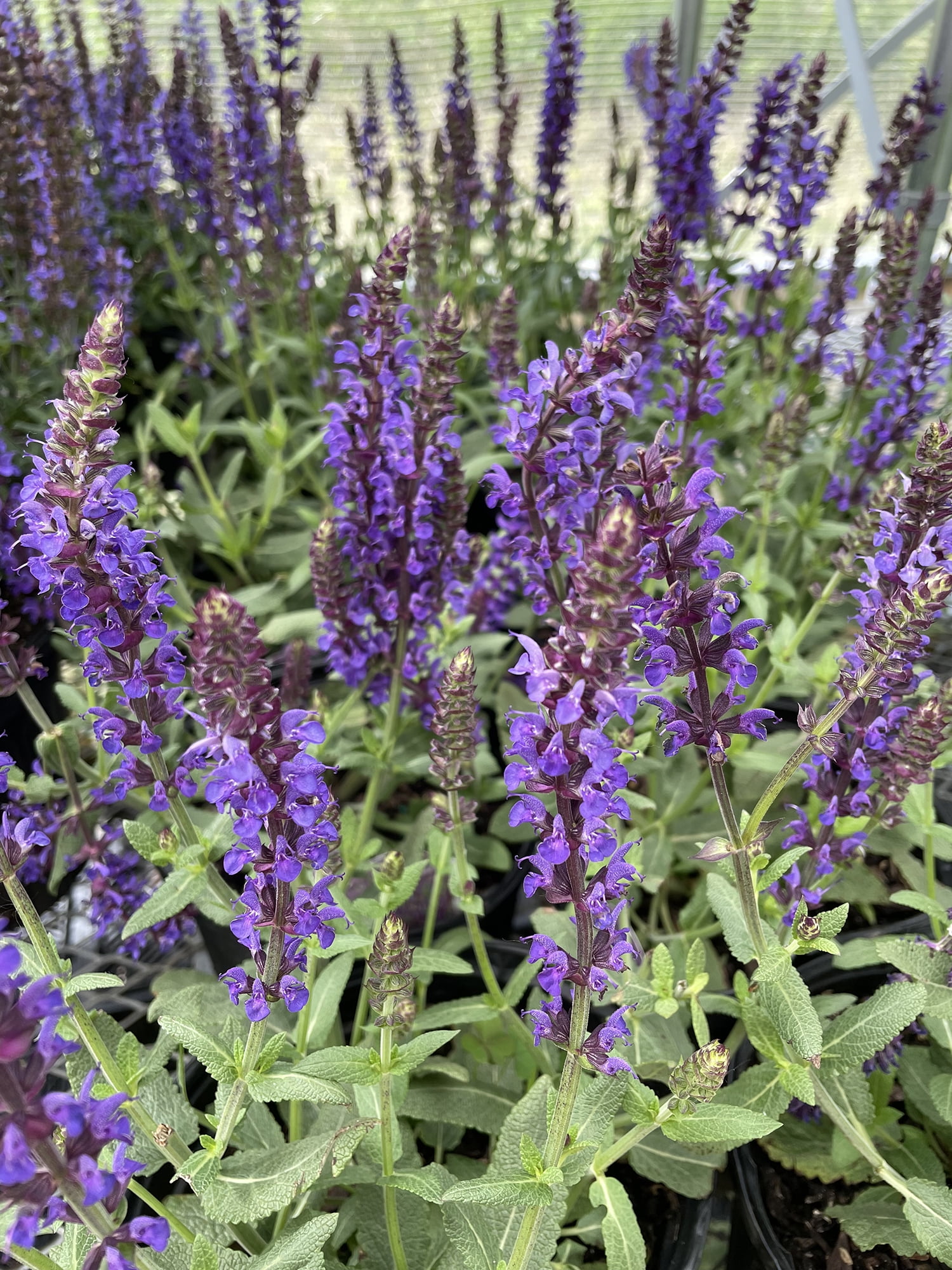 Lyrical‚Ñ¢ Blues Meadow Sage - Live Salvia Plants - Gallon Pot ...
