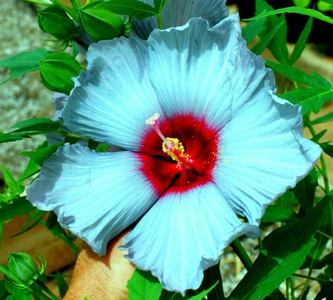 Blue Hawaiian Flower
