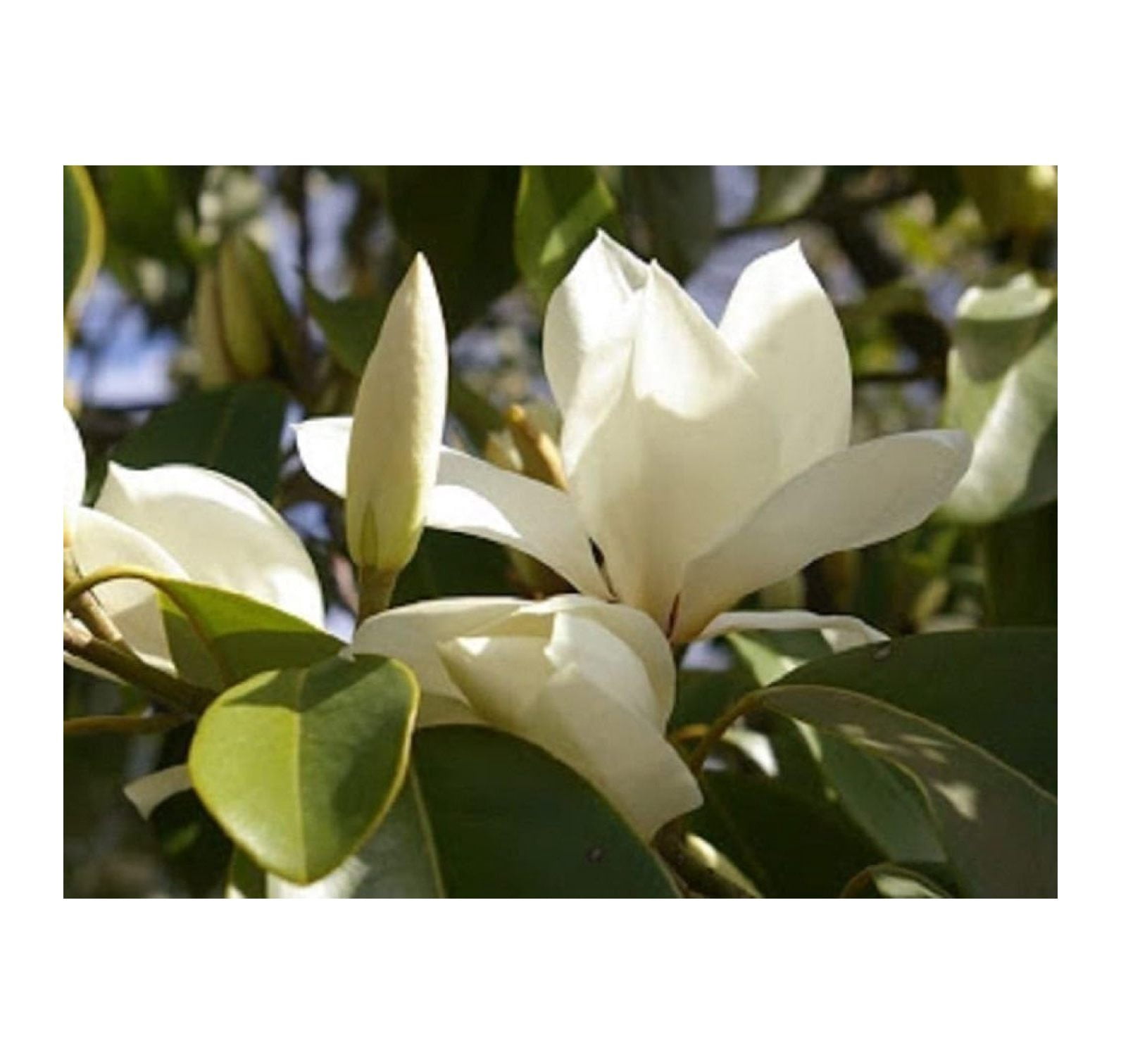Magnolia Grandiflora ‘Dee Dee Blanchard’ Pflanze, Pflege – KHLJE