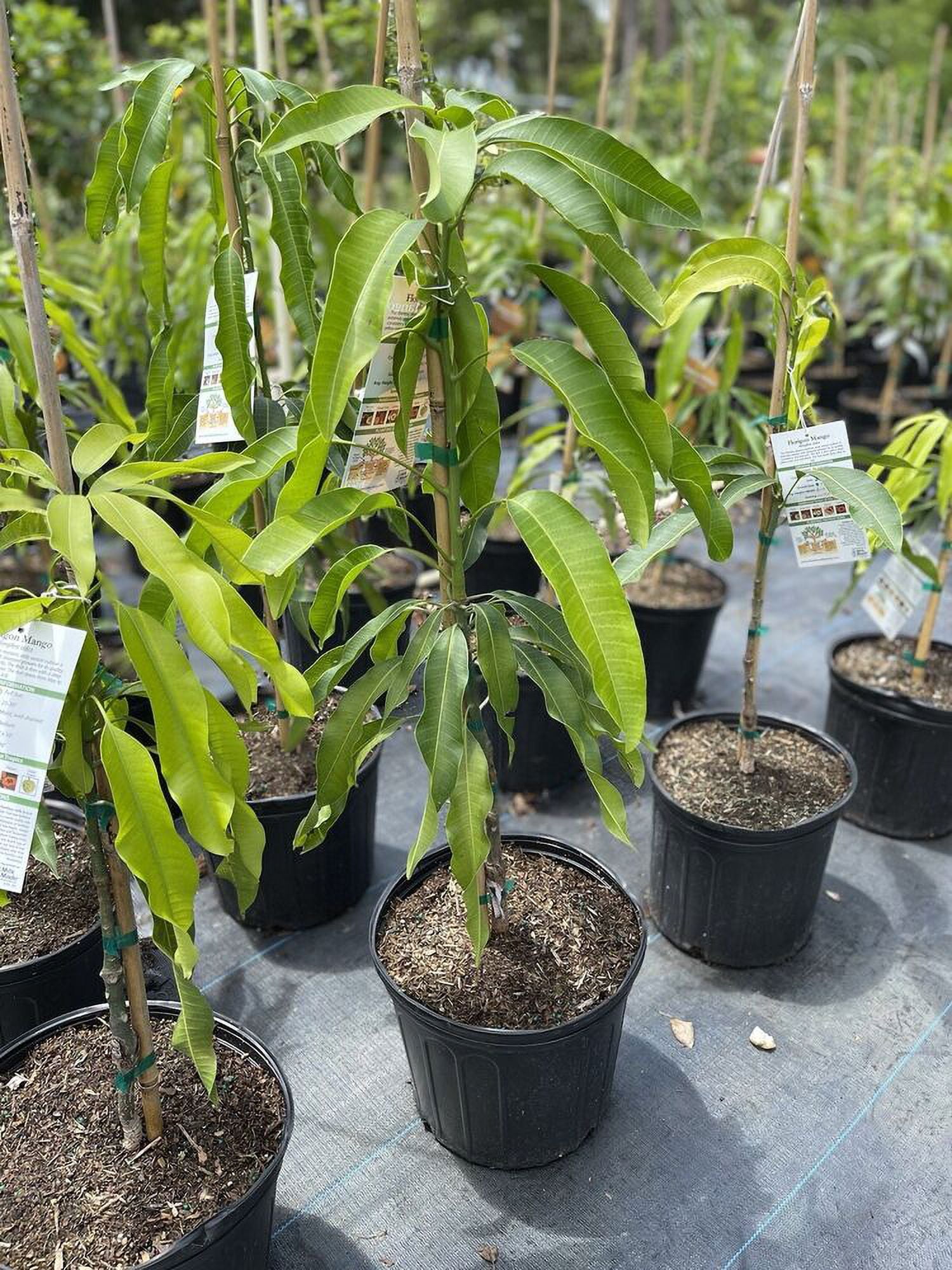 MAHA CHANOOK THAI MANGO TREE GRAFTED (3 Feet Tall) - Walmart.com