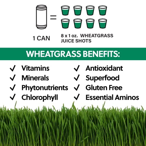 MAKA Wheatgrass Yerba Mate Tea Organic Sparking Beverage, Coconut ...