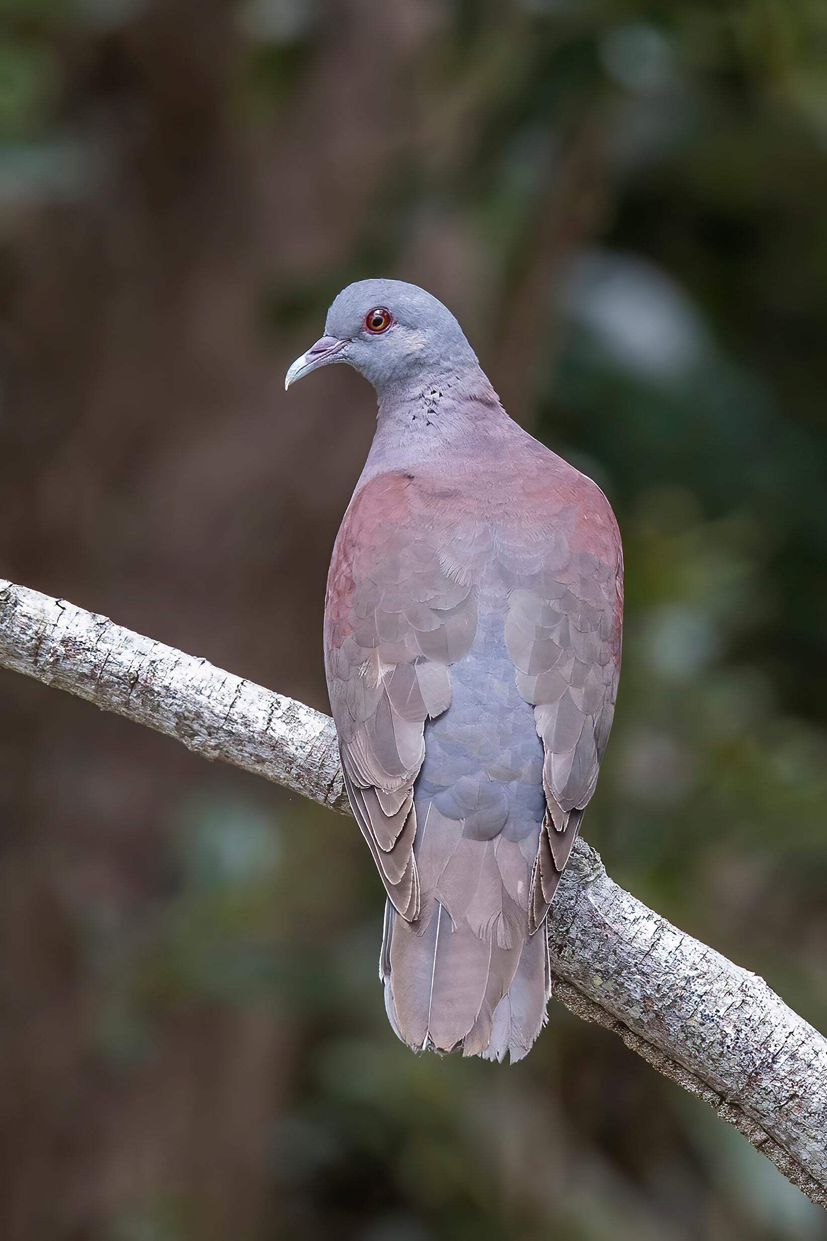 Malagasy Turtle Dove Bird Glossy Poster Picture Photo Print Banner Conversationprints - Walmart.com