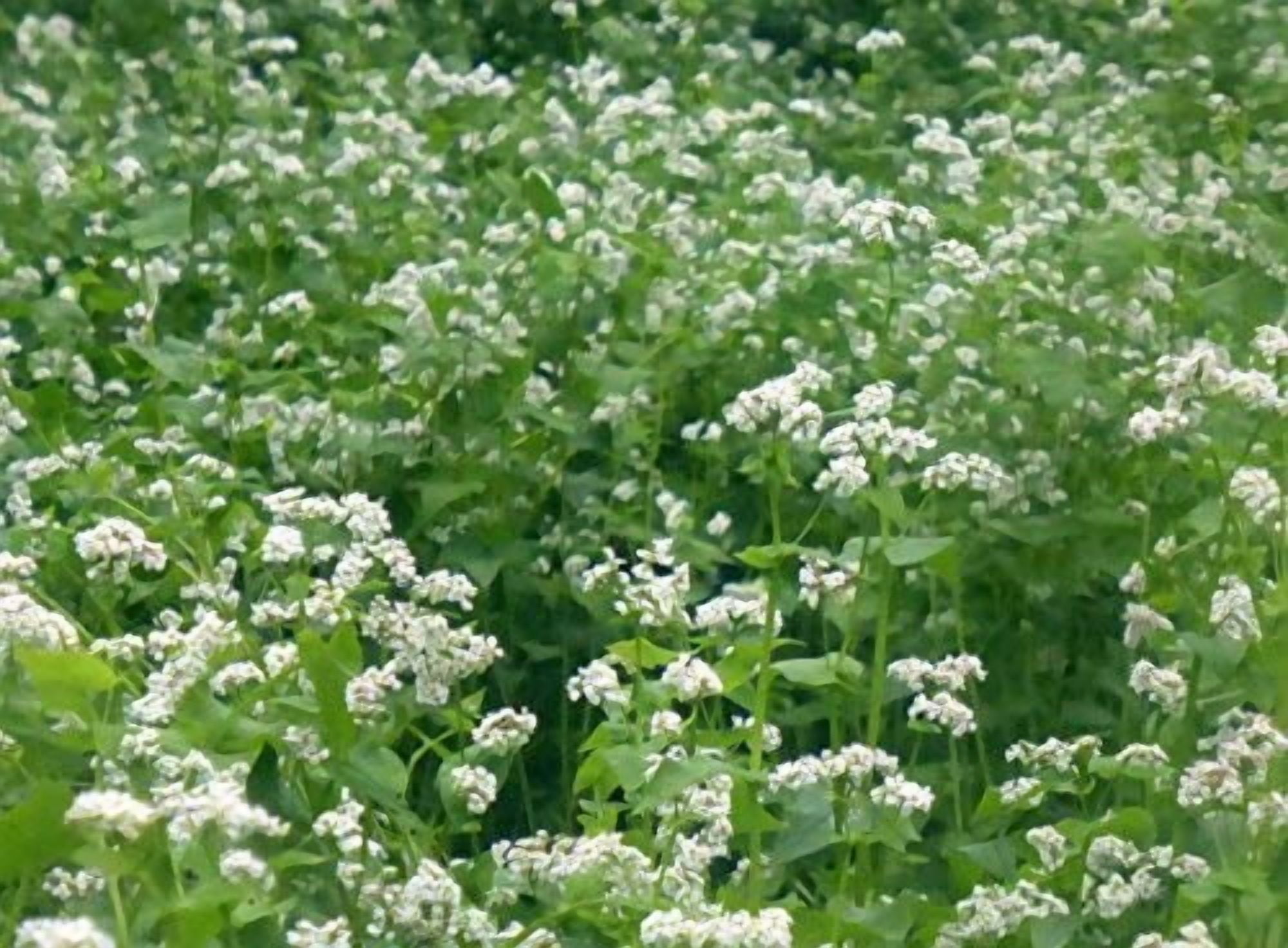 MANCAN BUCKWHEAT 5 Lb Cover Crop - Wild Life and Game Attactant - Bee ...