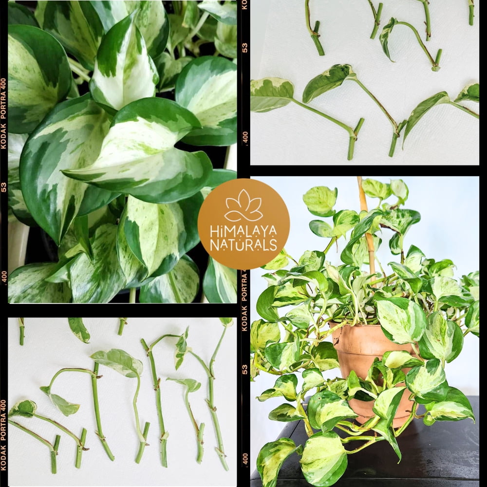 MANJULA POTHOS variegated Epipremnum 1 Live Cutting with Root Nodes ...