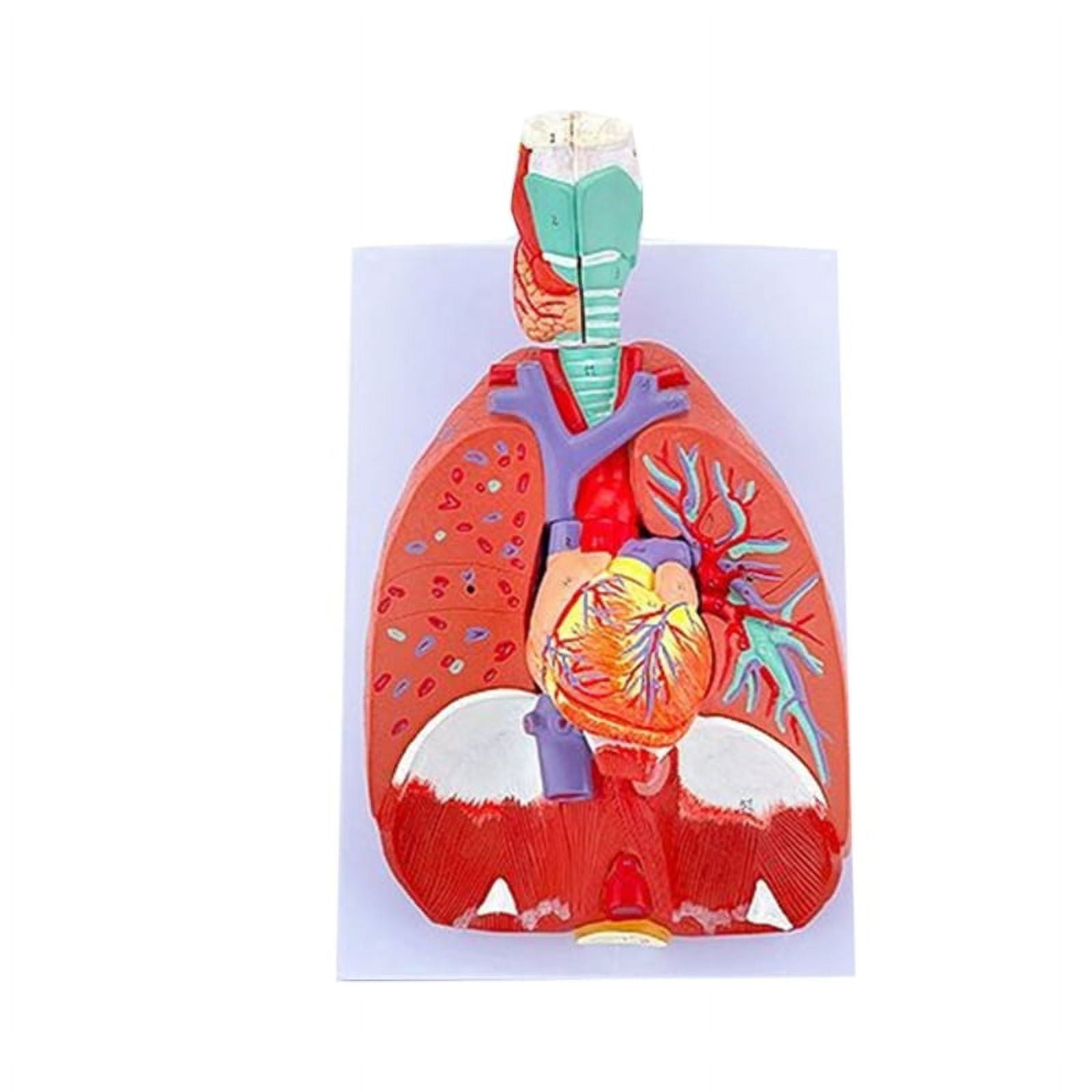 MANNYA Anatomical Heart Lung Throat Model Shows Details of Lung Trachea ...