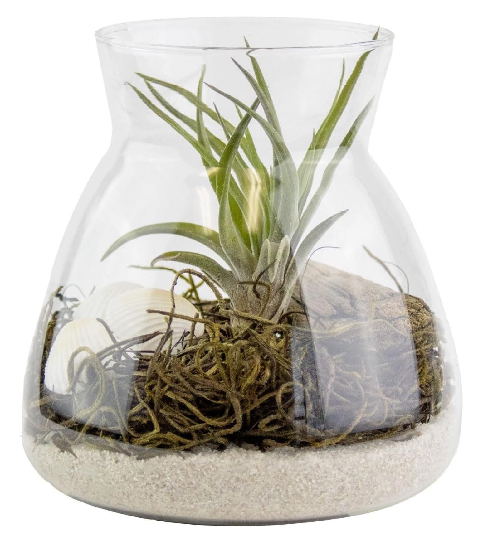 MAQING - Live Air Plant Terrarium with Color Changing LED Light Display ...