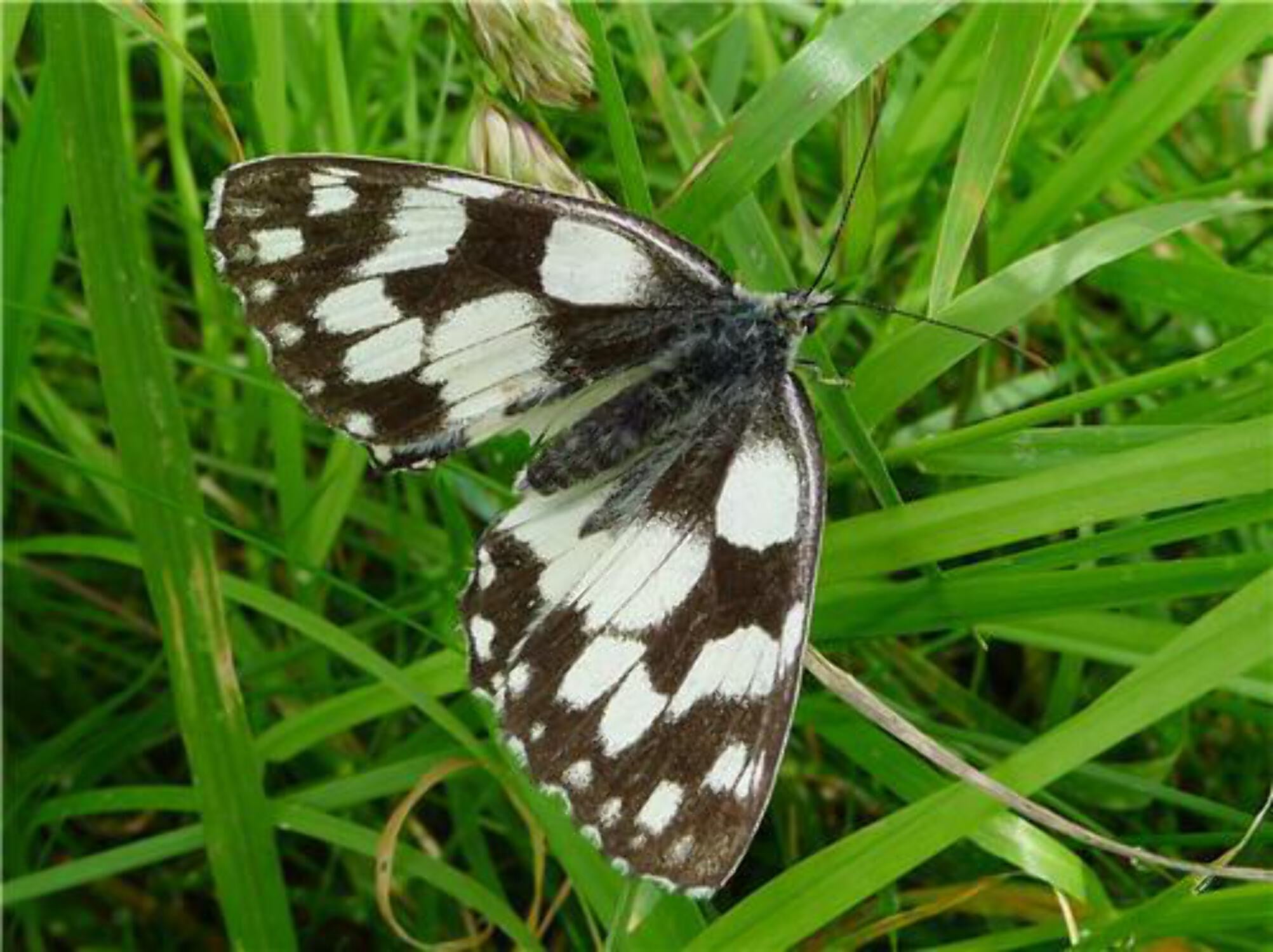 MARBLED WHITE BUTTERFLY GLOSSY POSTER PICTURE PHOTO bug insect nice ...