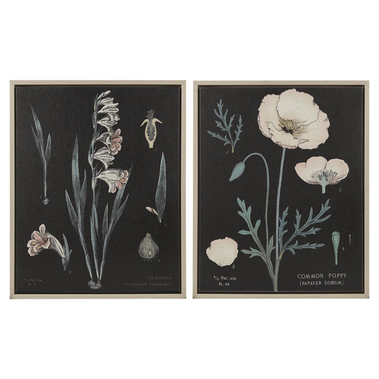MARTHA STEWART Botanical Contrast 2 Piece Framed Canvas Art in Multi ...