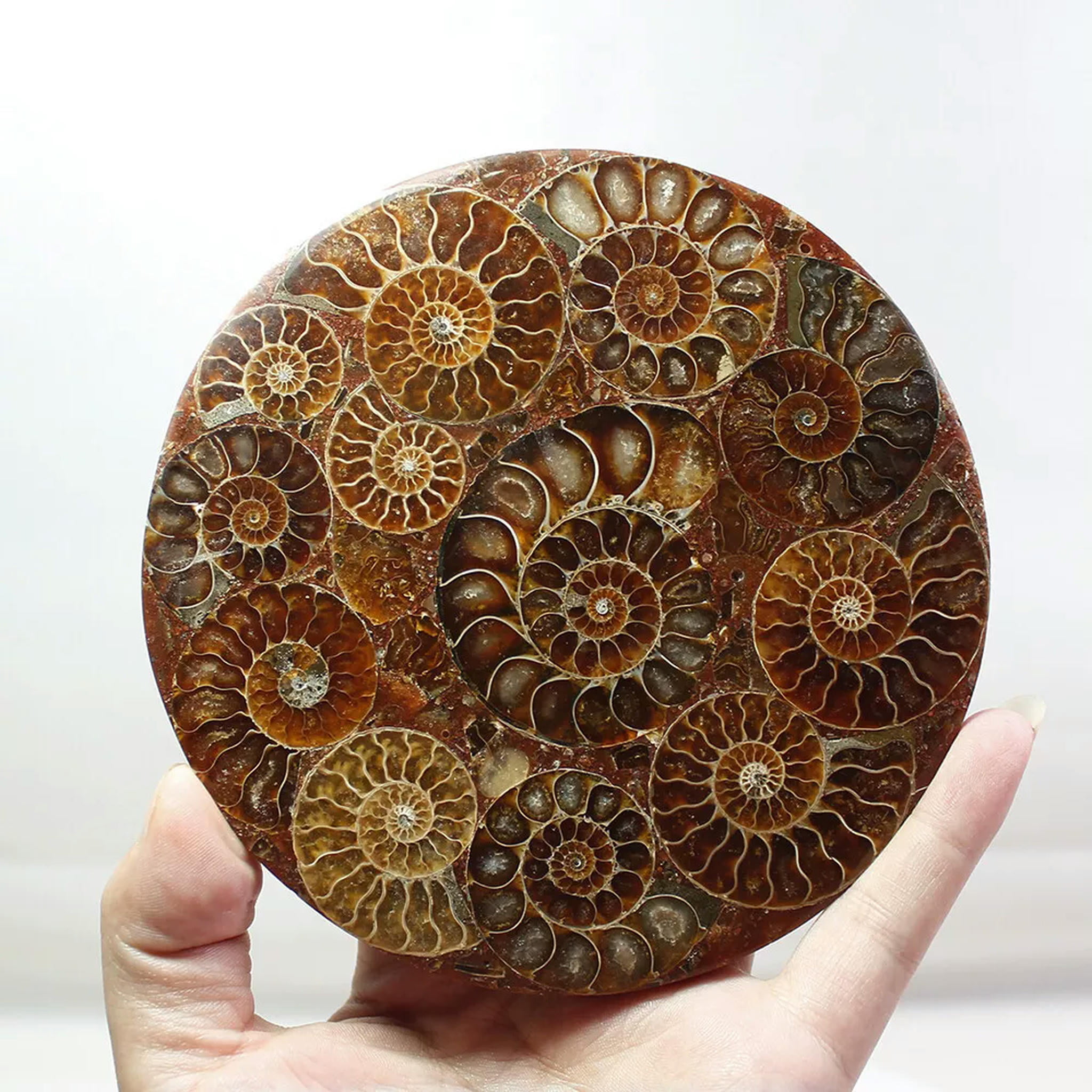 MATROOY Natural Ammonite Disc Conch Specimen Healing +Stand 1PC 100G ...