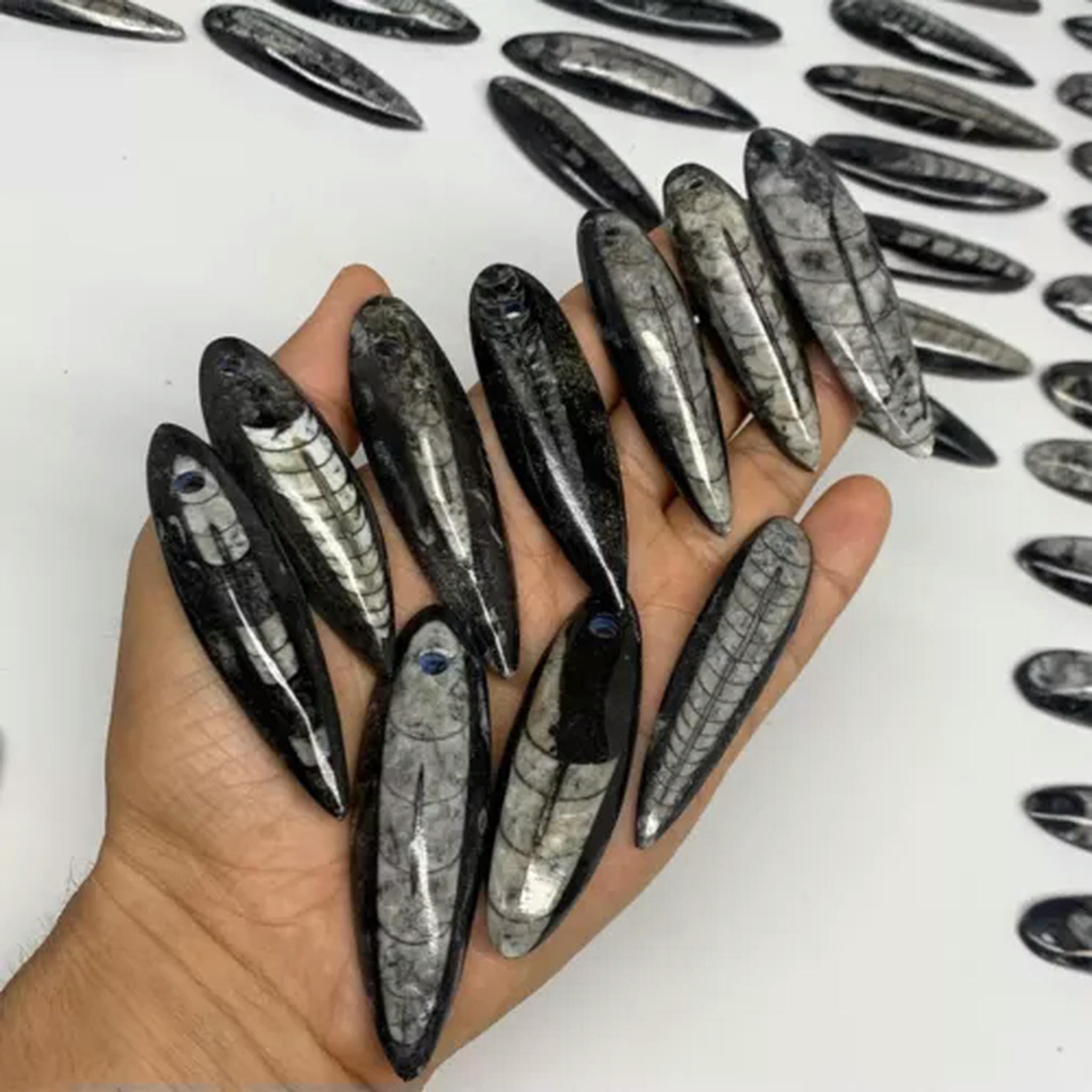 MATROOY Natural Trilobite, Crinoid ,Petrified Wood ,Crystals Rock ...