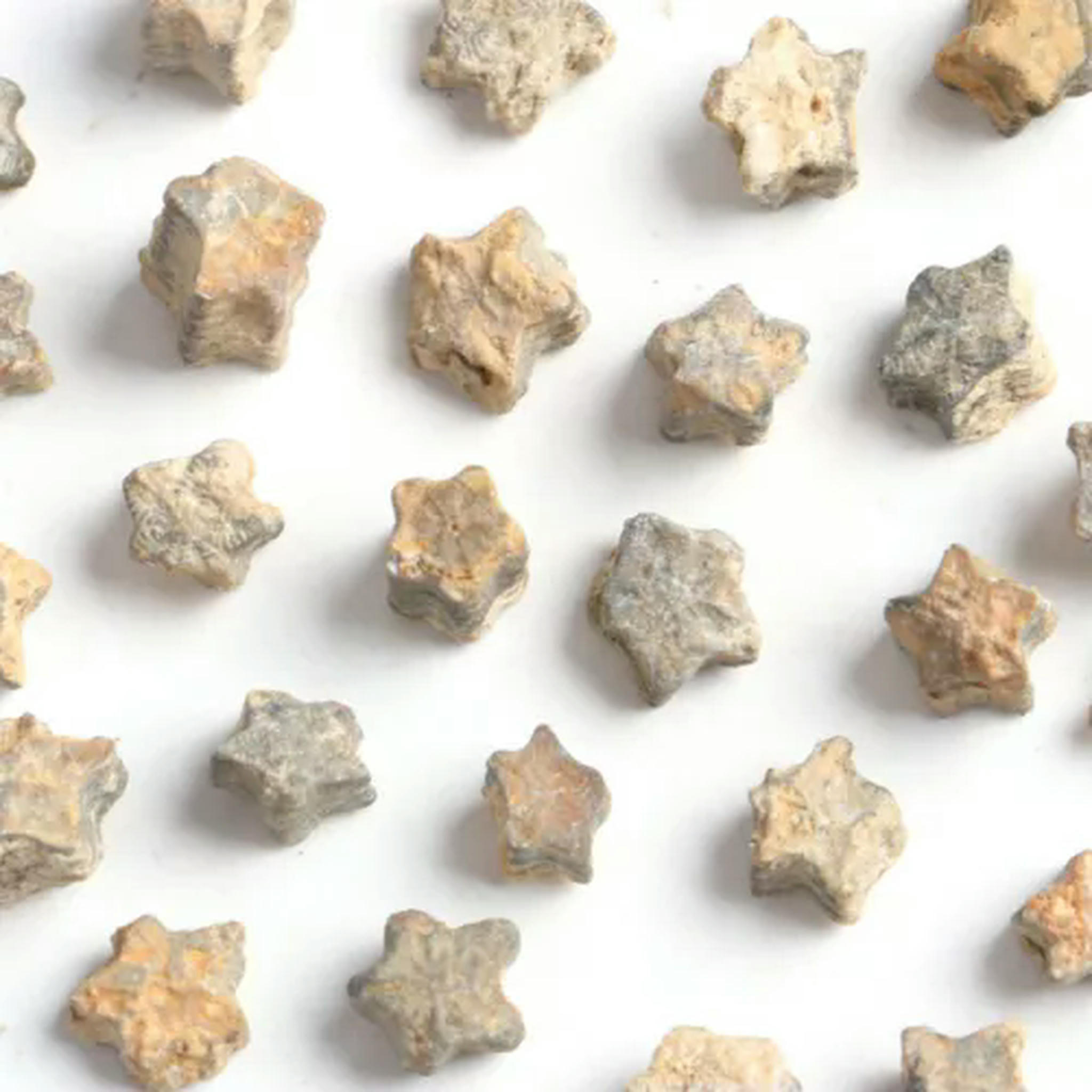 MATROOY Natural Trilobite, Crinoid ,Petrified Wood ,Crystals Rock ...