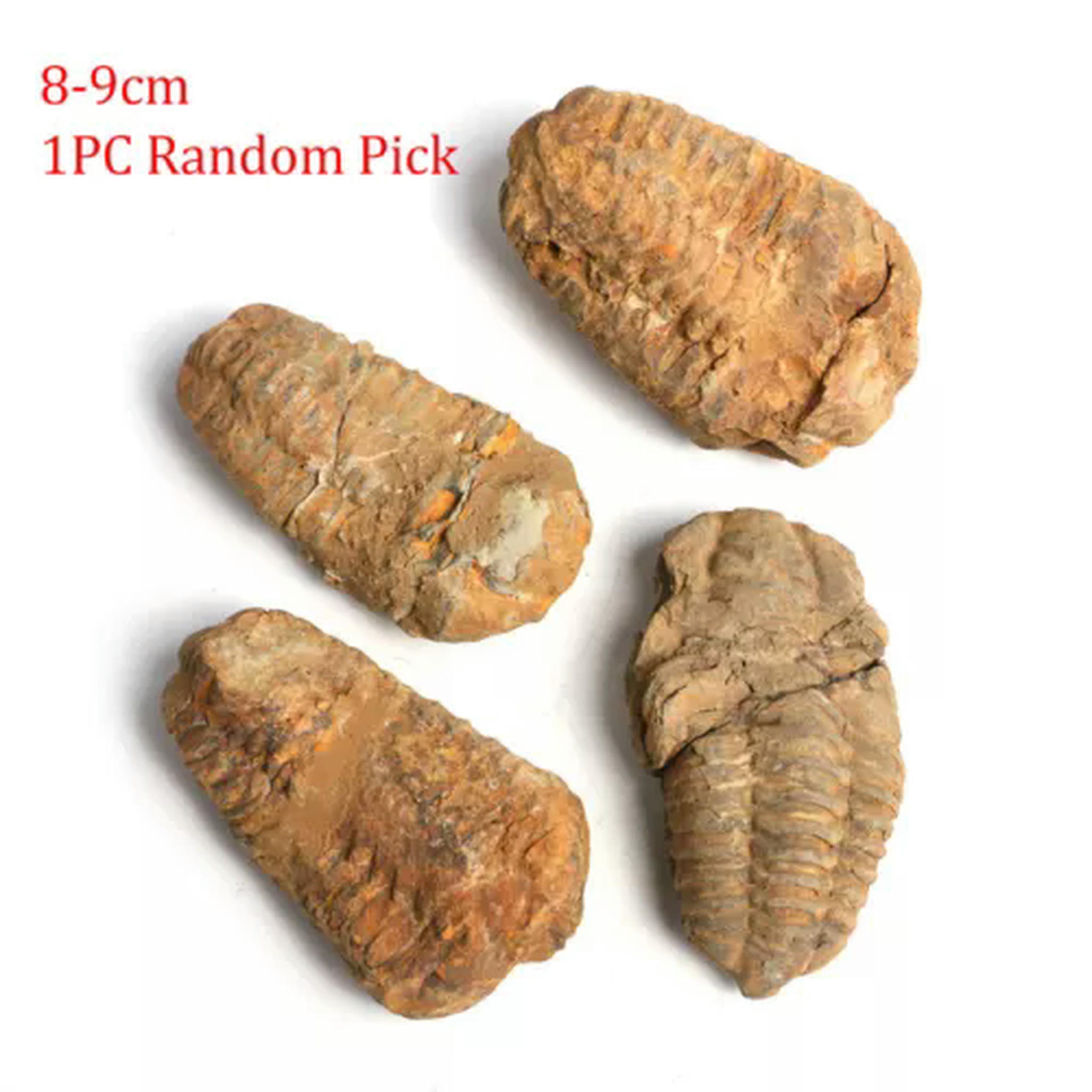 MATROOY Natural Trilobite, Crinoid ,Petrified Wood ,Crystals Rock ...